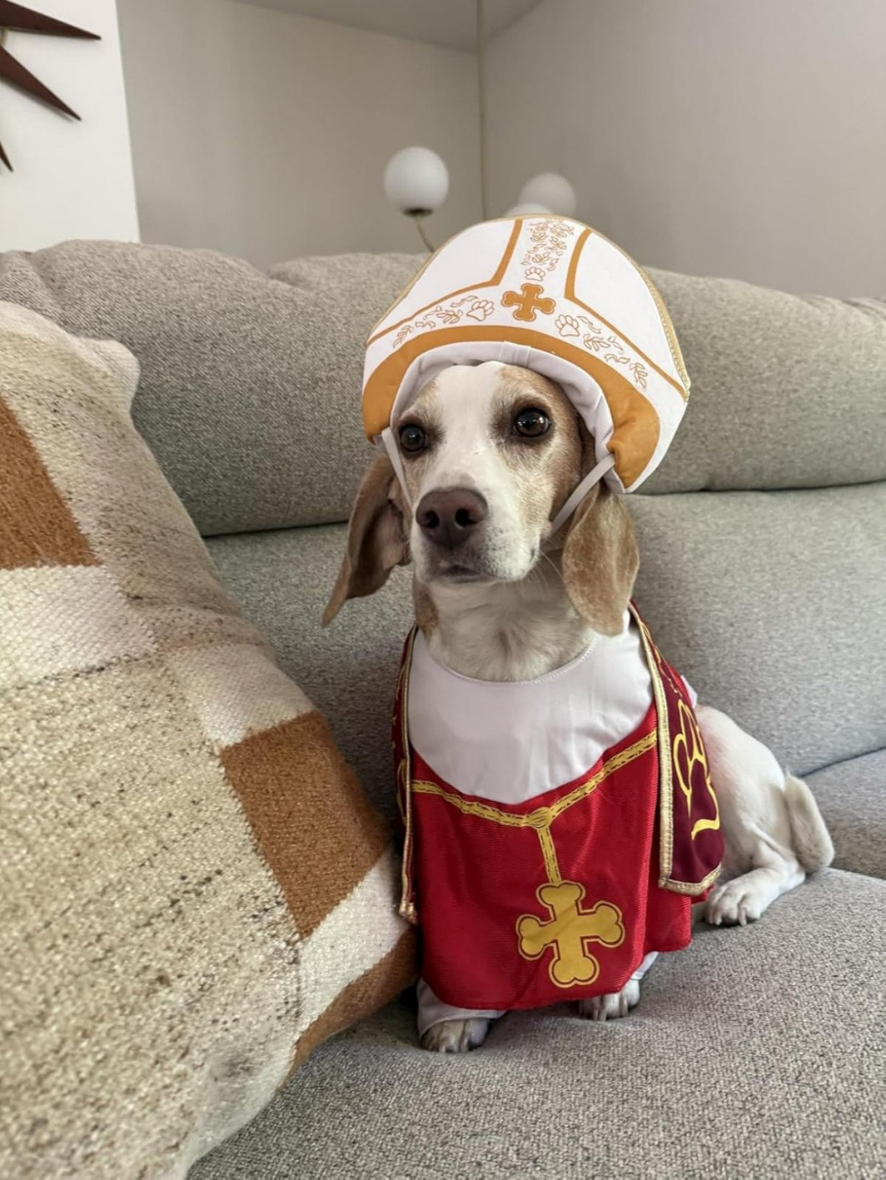 Tucker Murphy Pet™ Holy Hound Pet Costume Medium - Wayfair Canada