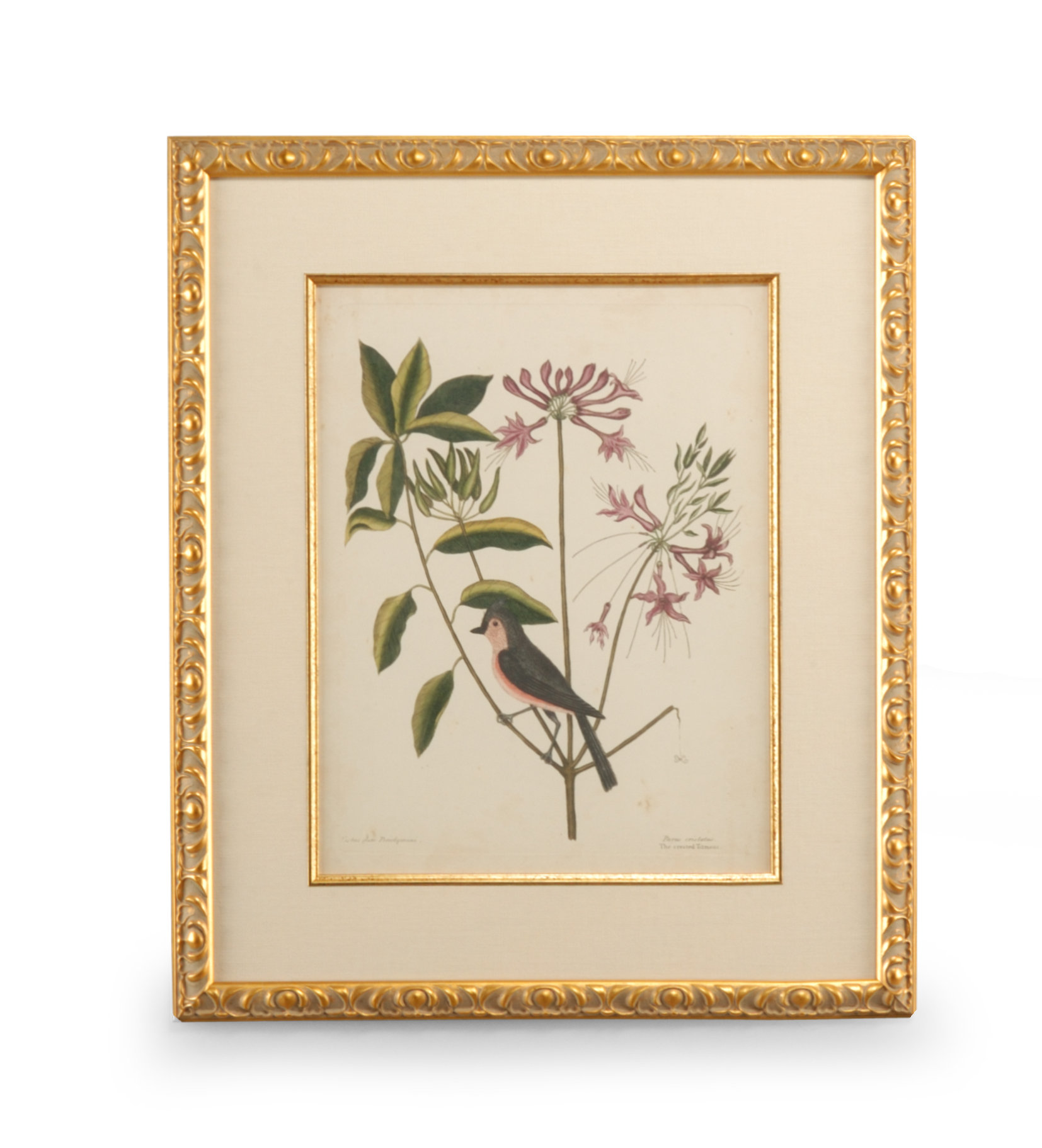 Chelsea House Catesby Bird And Botanical I Framed Print - Wayfair Canada