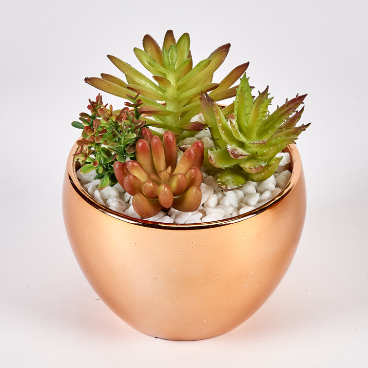 Mercer41 Succulents in 3.5" Diameter Gold Ceramic Pot & Reviews | Wayfair