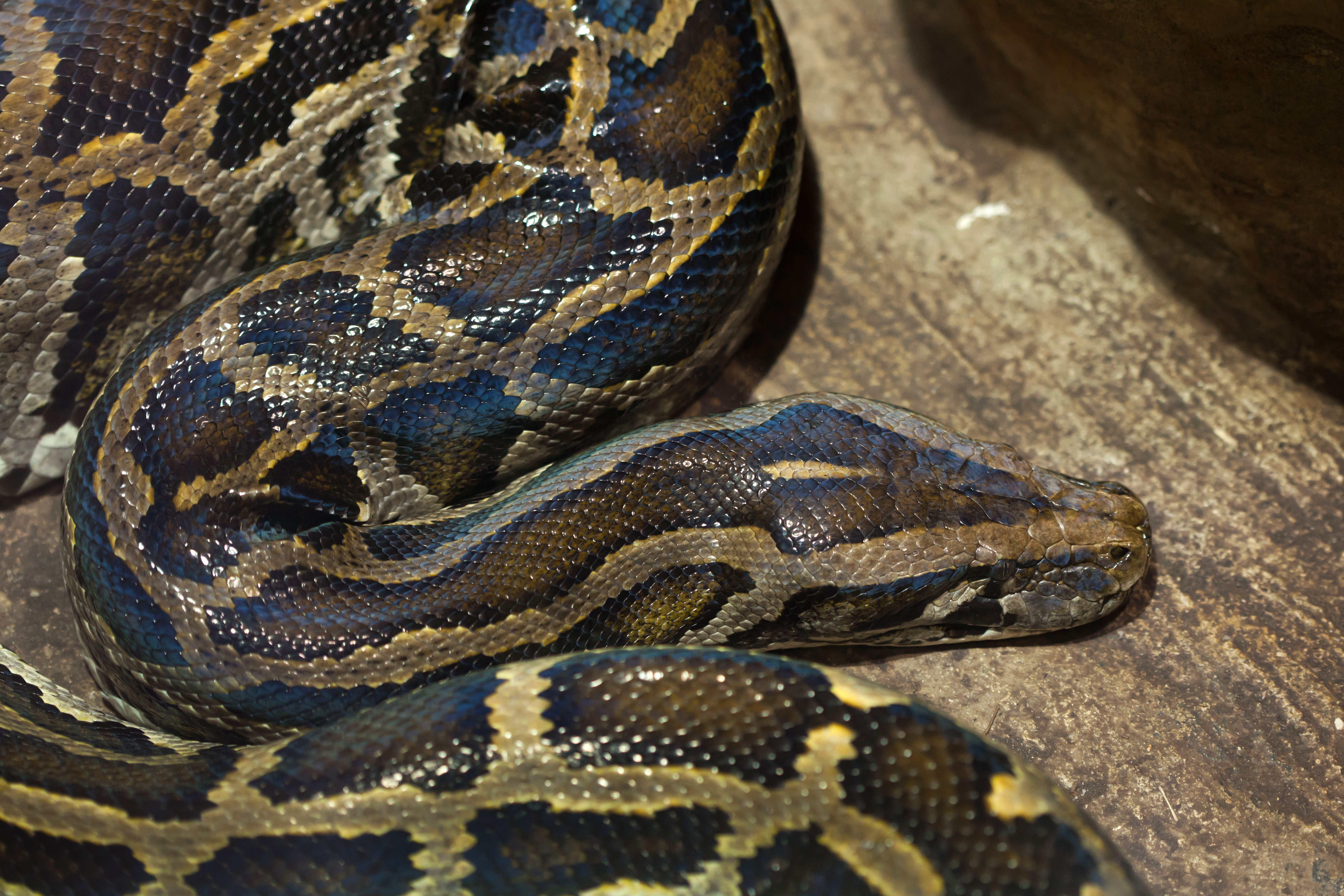 ModernMoments Close-Up Of Burmese Python | Wayfair.co.uk