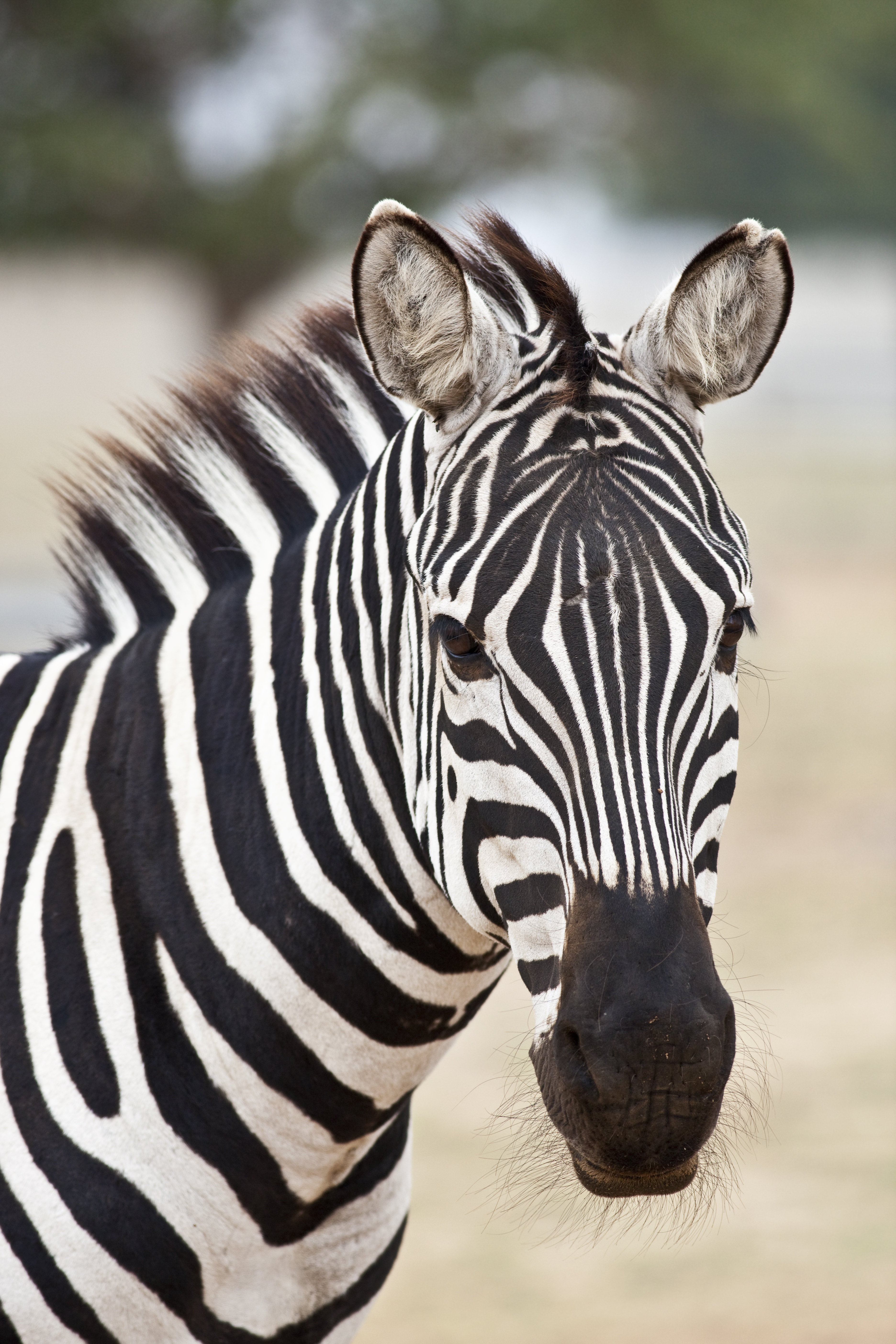 Ebern Designs Grant's Zebra Look. by Ruslandashinsky | Wayfair