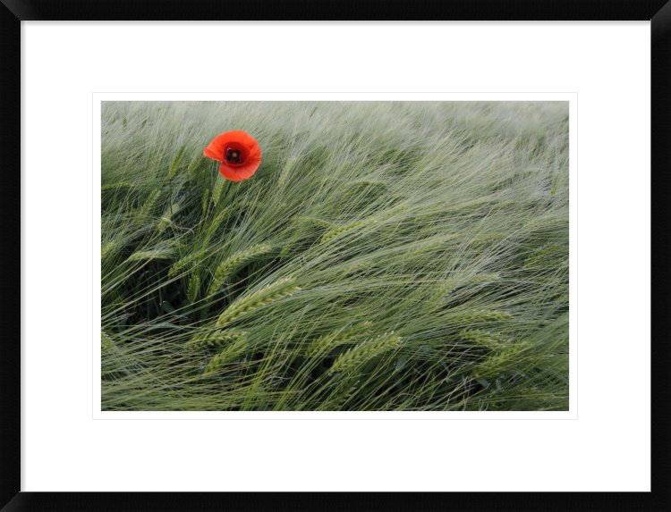 Global Gallery 'Red Poppy Flowering' Framed Photographic Print ...