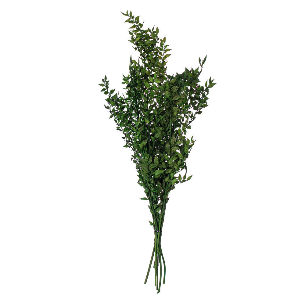 Primrue 30" Dried Emerald Preserved Ruscus 5.25 oz. Bunch This is a ...