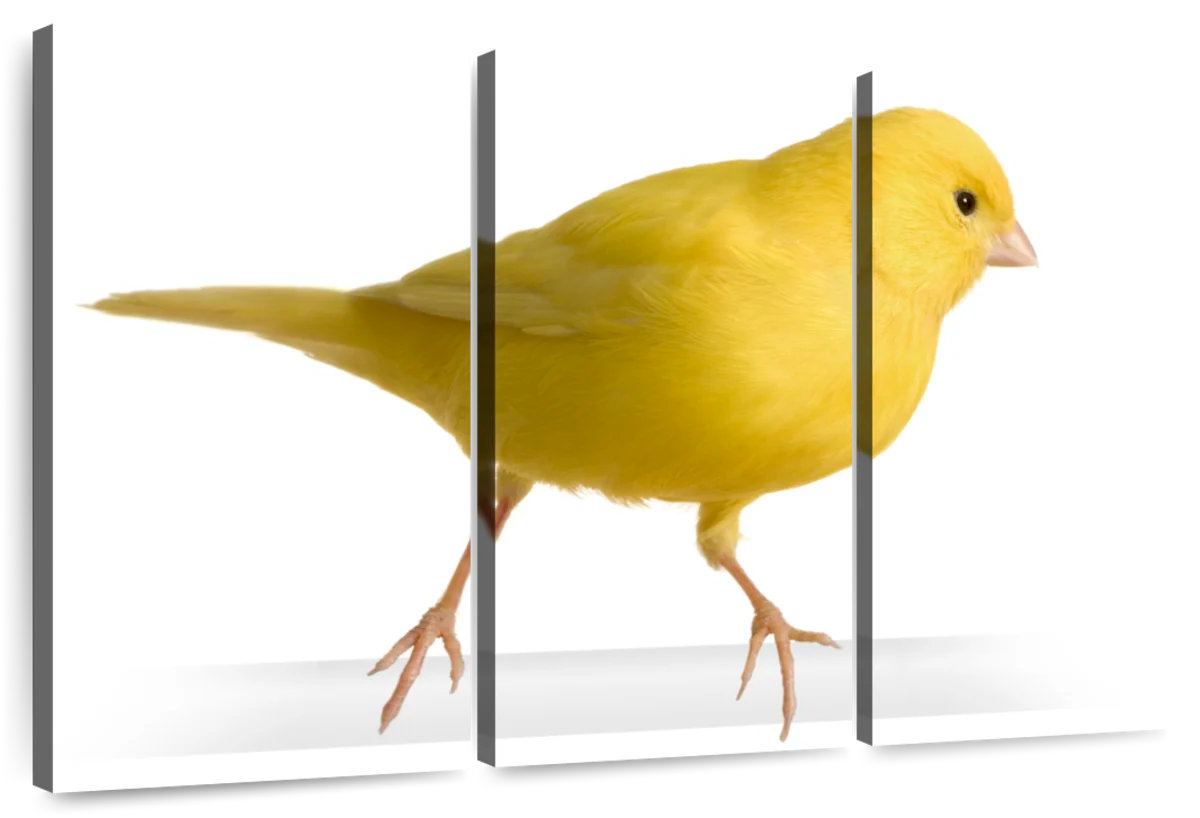 Latitude Run® Perched Canary | Wayfair