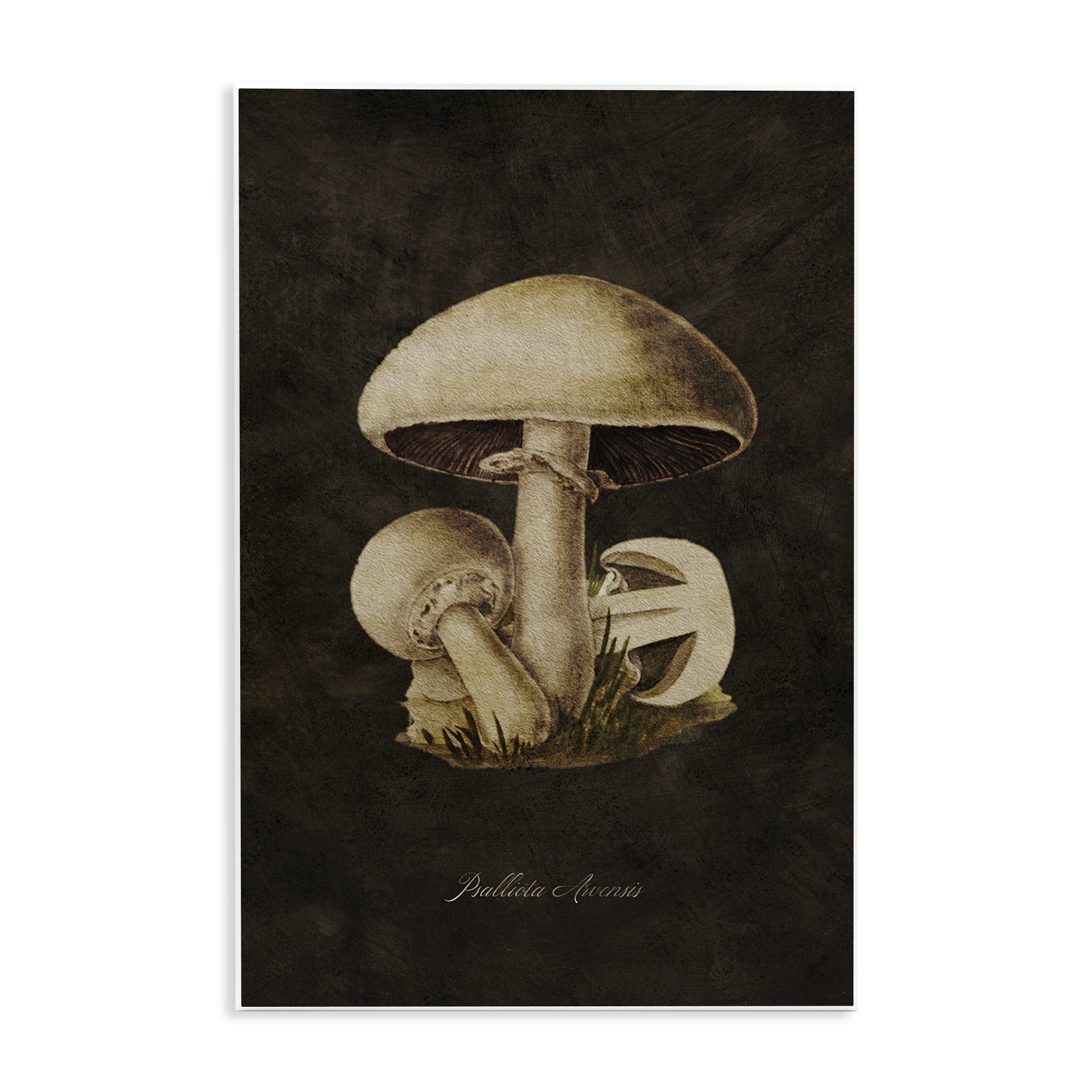 Ebern Designs Portobello Mushroom Study Wall Plaque Art by Tina Higgins ...