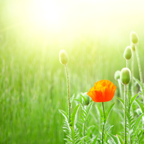 17 Stories Poppy Flowers by Kalistratova - No Frame Art Prints on ...