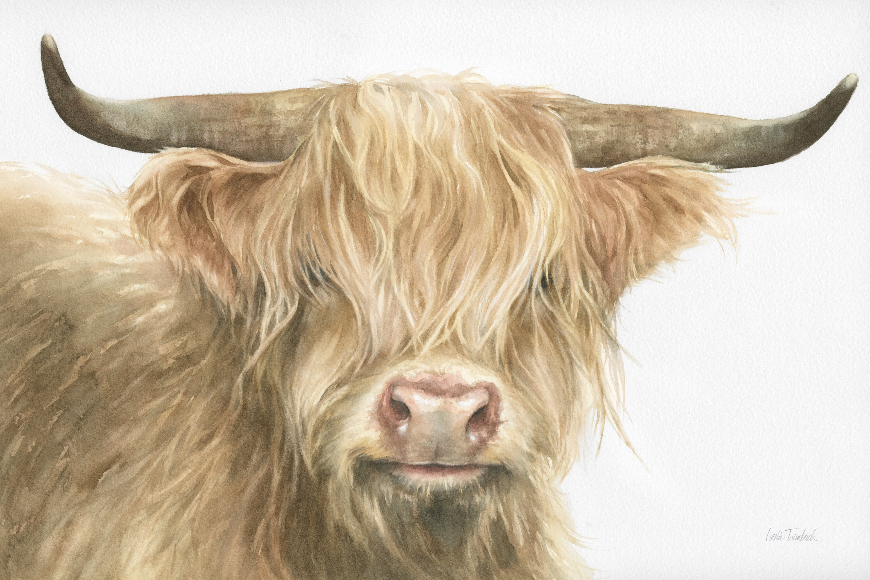Union Rustic Kearia Shetland Cow On Canvas by Leslie Trimbach Print ...