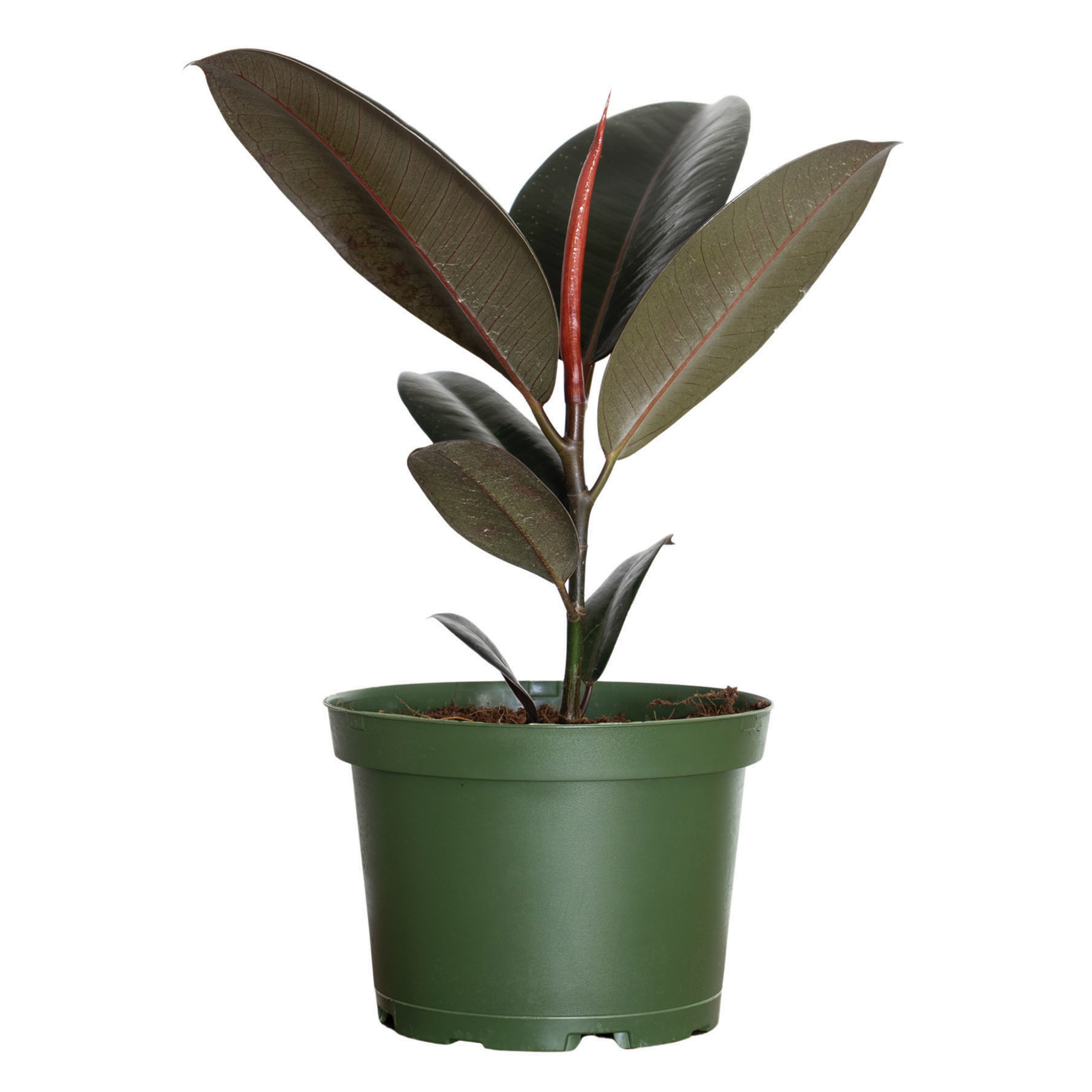 United Nursery Ficus Burgandy Plant Live Indoor Houseplant In 6 Inch ...