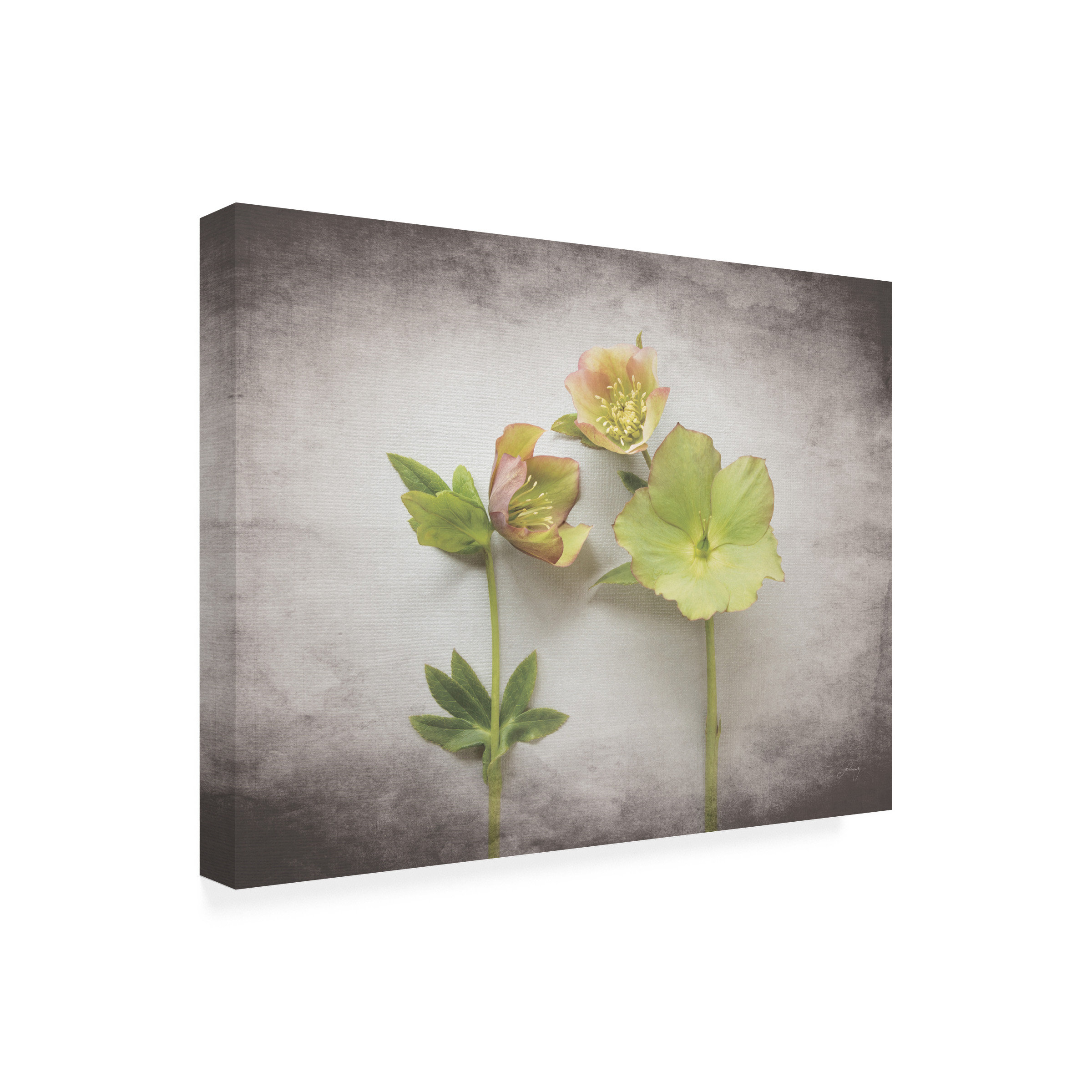 Red Barrel Studio® Felicity Bradley ''Vintage Hellebore Study IV ...