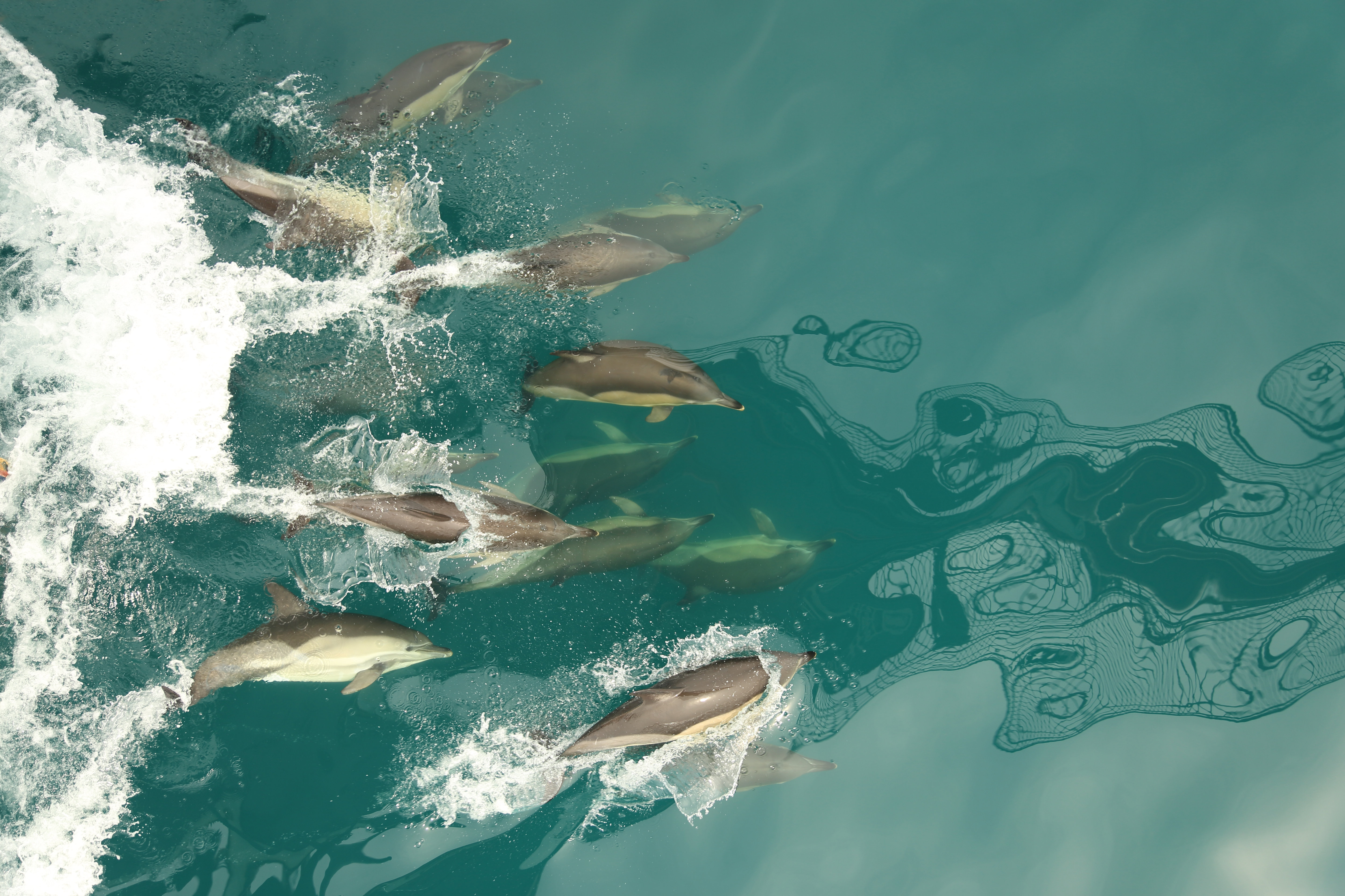 House of Hampton Group of Dolphins - Wrapped Canvas Art Prints ...