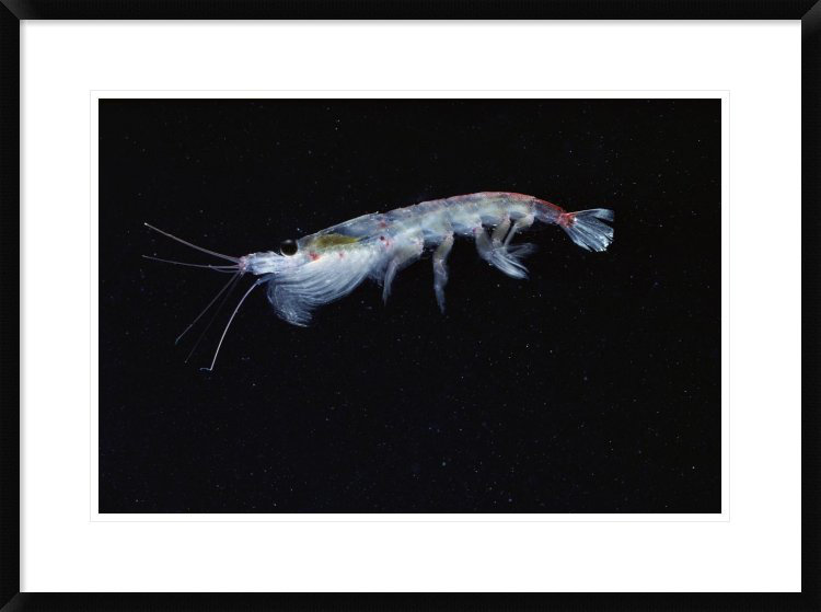 Global Gallery 'Antarctic Krill, Antarctica' Framed Photographic Print ...