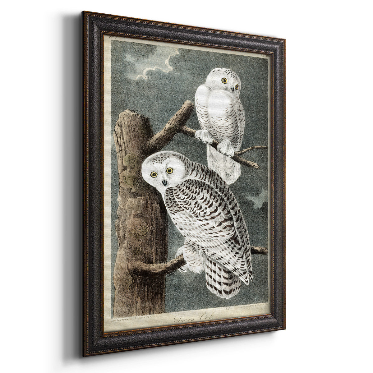 Millwood Pines Audubons Snowy Owl Premium Framed Canvas- Ready To Hang ...