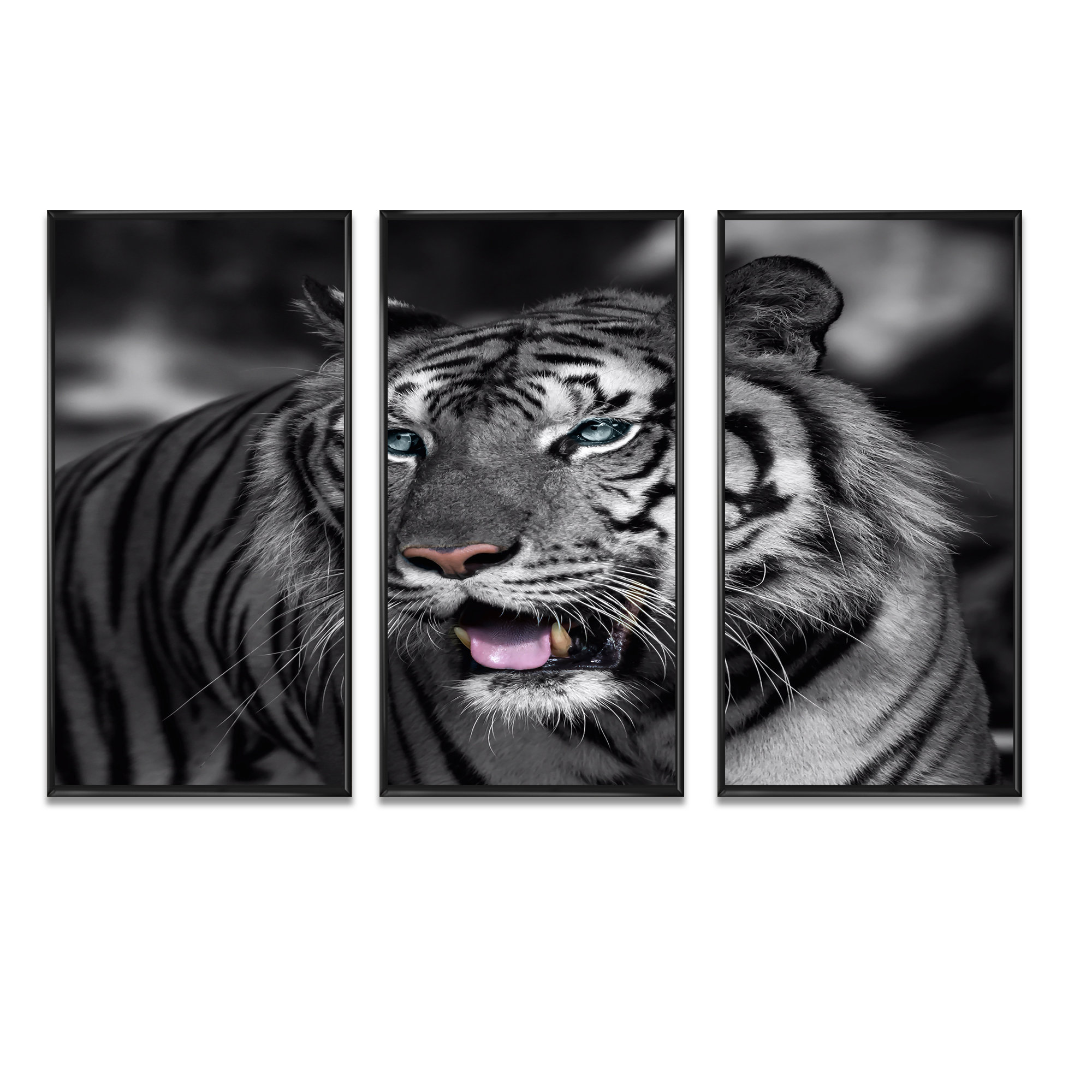 Dakota Fields Portrait of A White Tiger I - 3 Piece Floater Frame ...