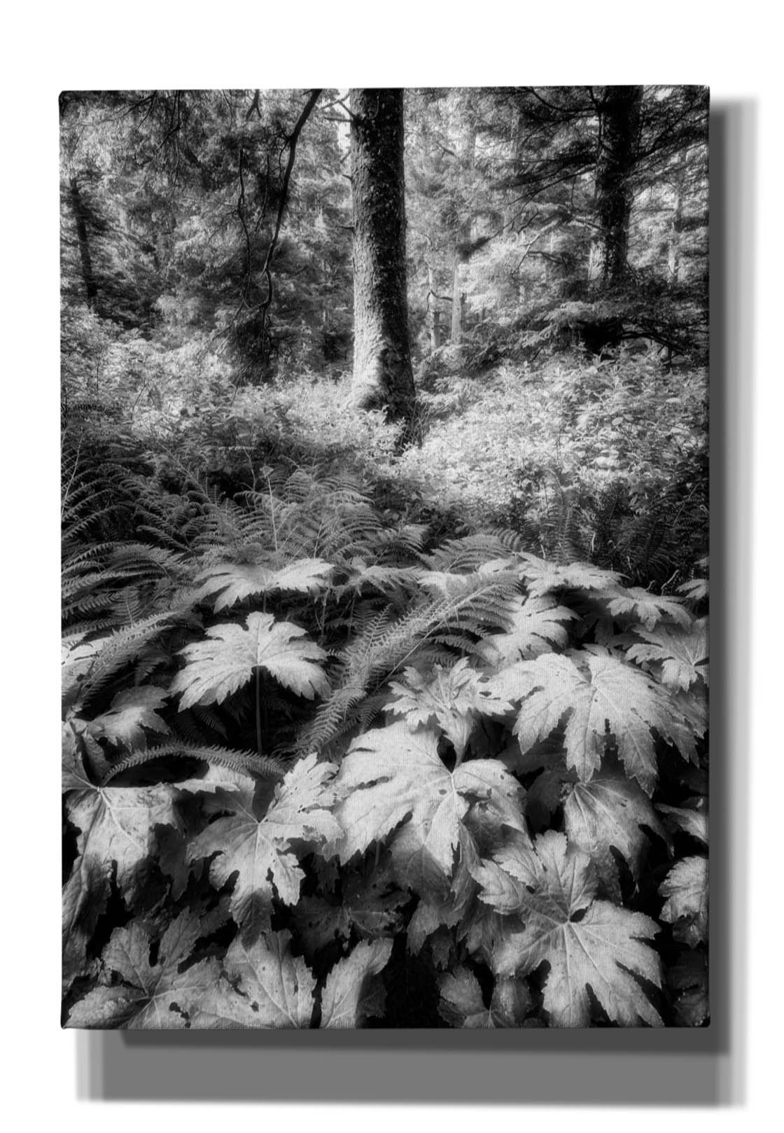 Epic Graffiti 'The Old Growth Forest' by Rick Berk Canvas Wall Art ...