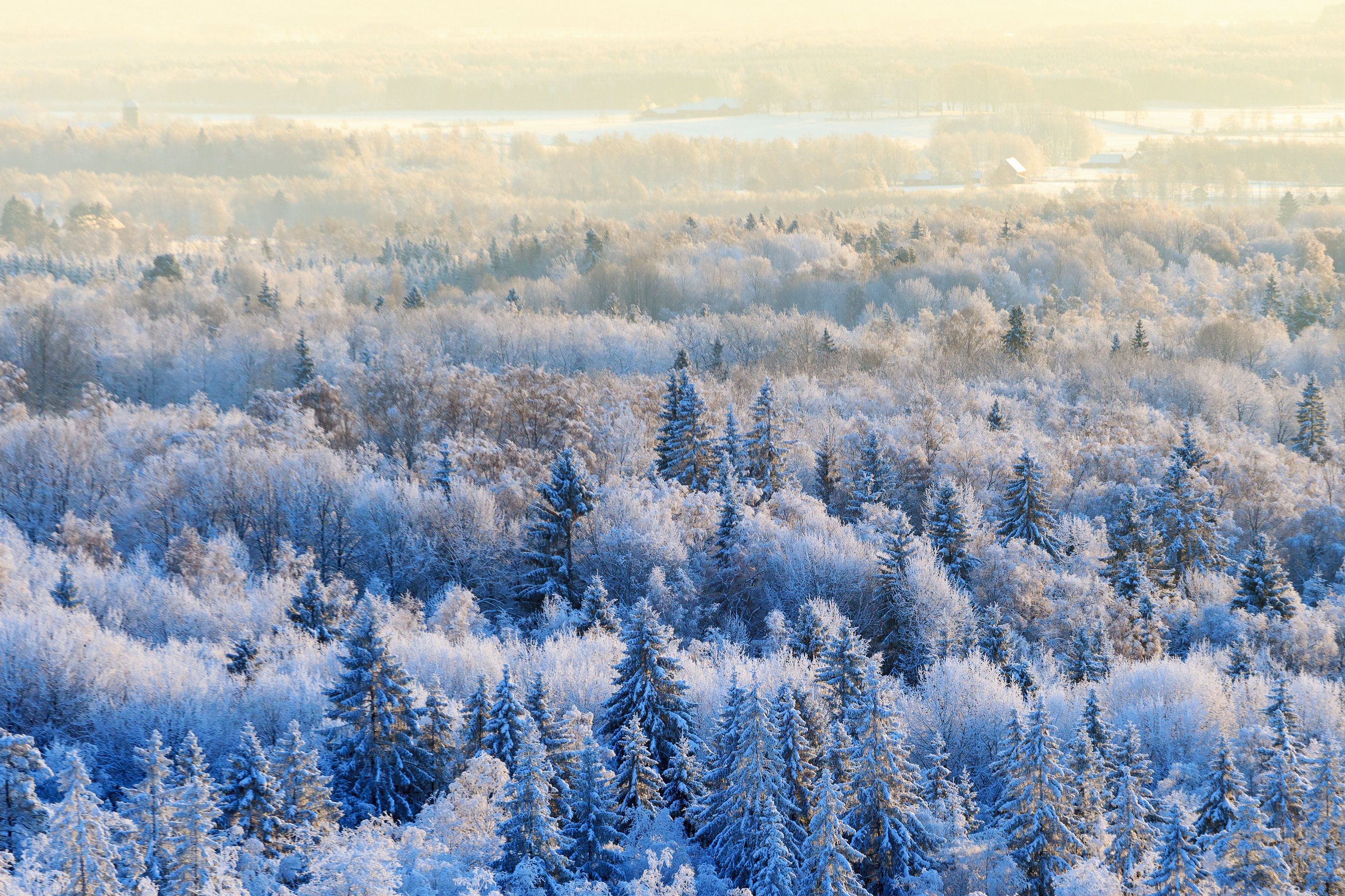 Millwood Pines Forest Wiev at Winter - Wrapped Canvas Photograph | Wayfair