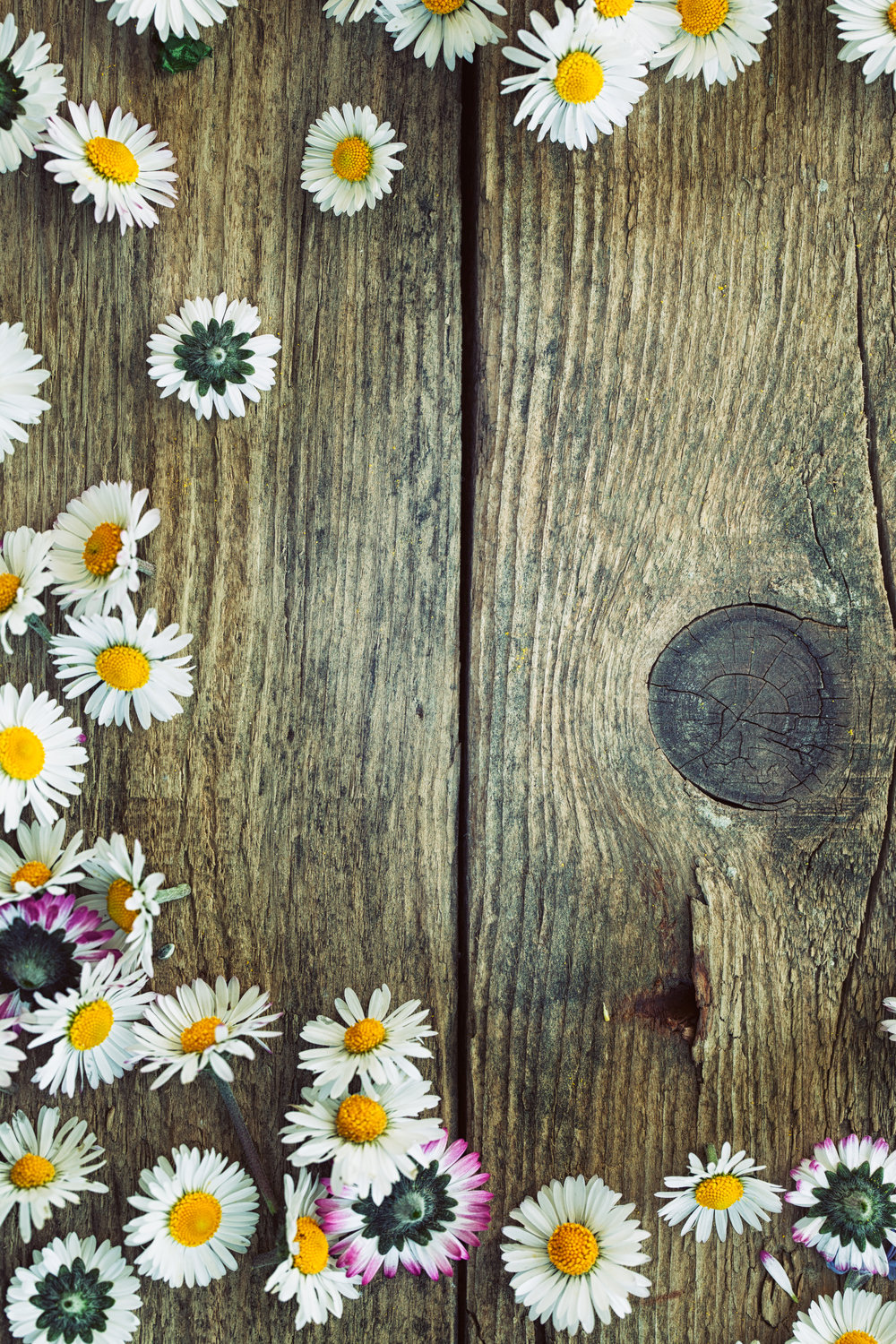 Ebern Designs Spring Daisies by Mythja - Wrapped Canvas Photograph ...