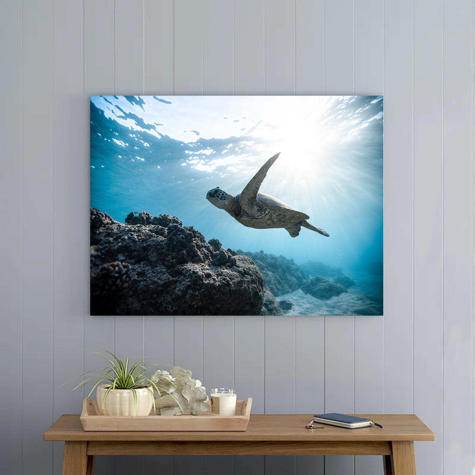 Bay Isle Home™ Photo of Sea Turtle | Wayfair