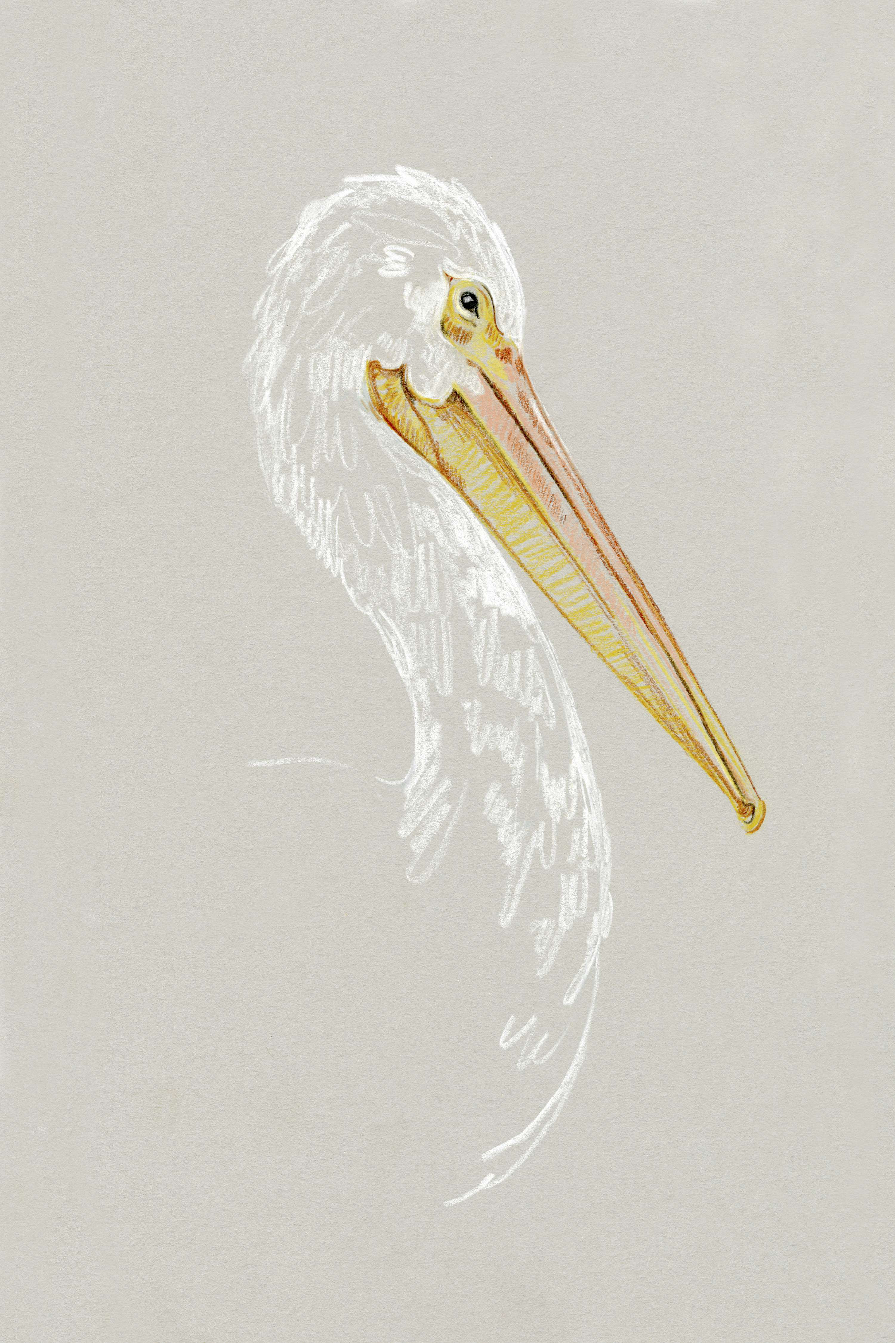 Rosecliff Heights Bright Pelican Sketch II by Emma Caroline - Wrapped ...