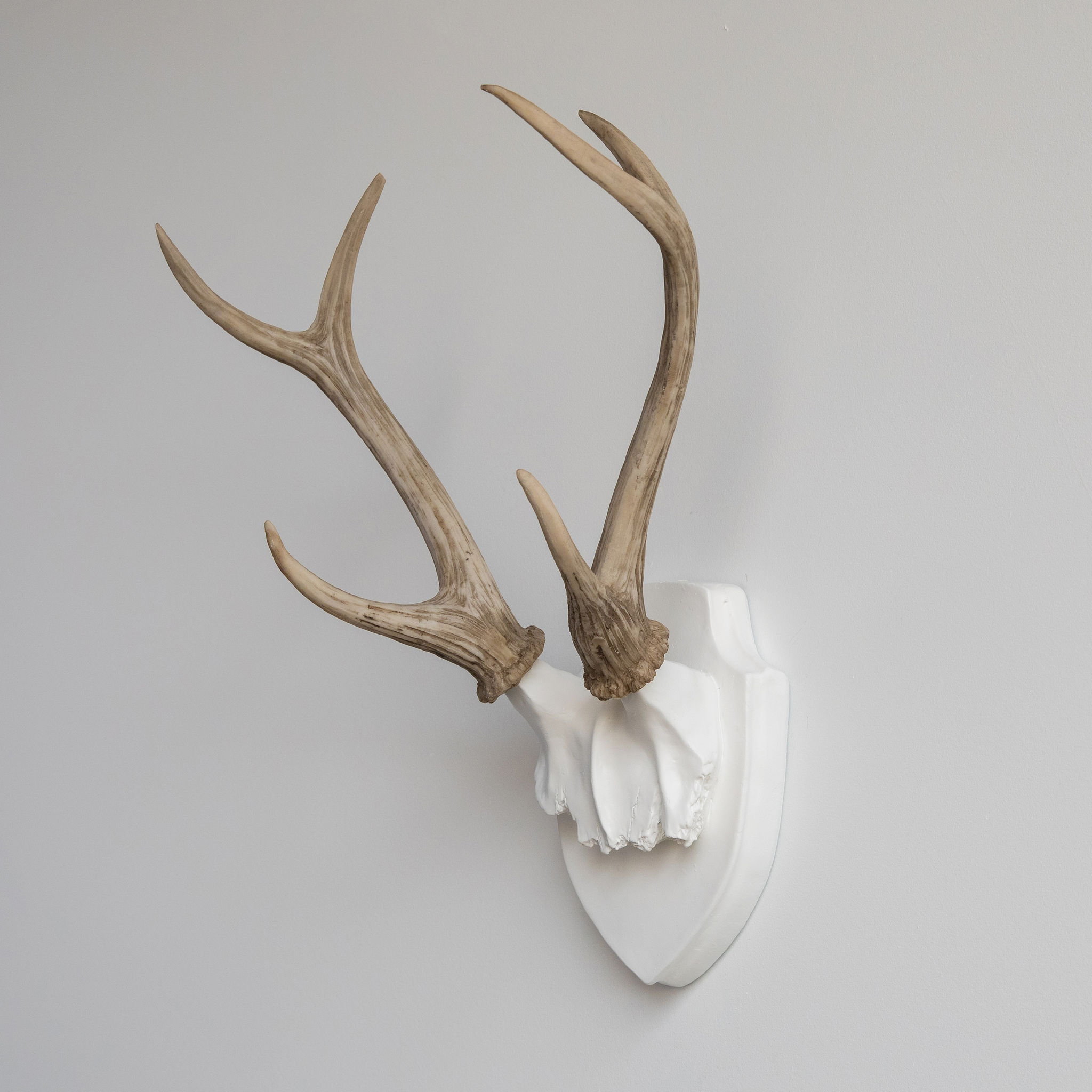 Orren Ellis Faux Taxidermy Deer Antler Wall Décor & Reviews | Wayfair