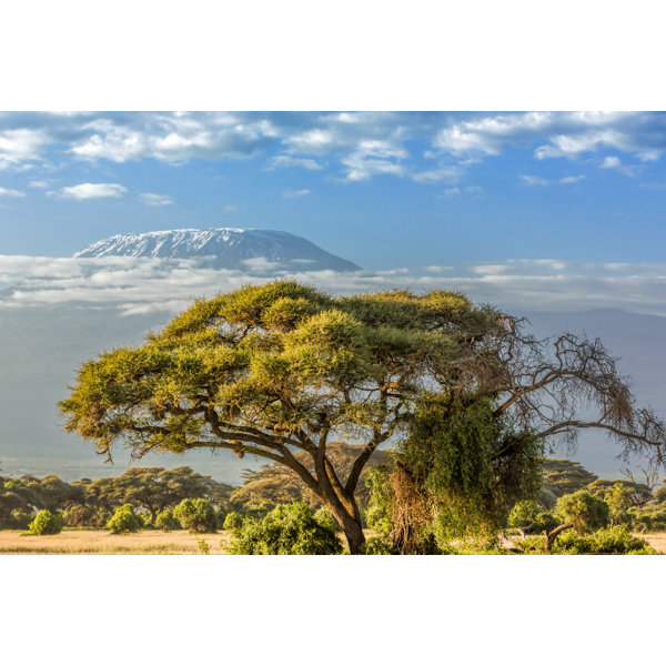 17 Stories Acacia Tree by 1001slide - Wrapped Canvas Art Prints ...