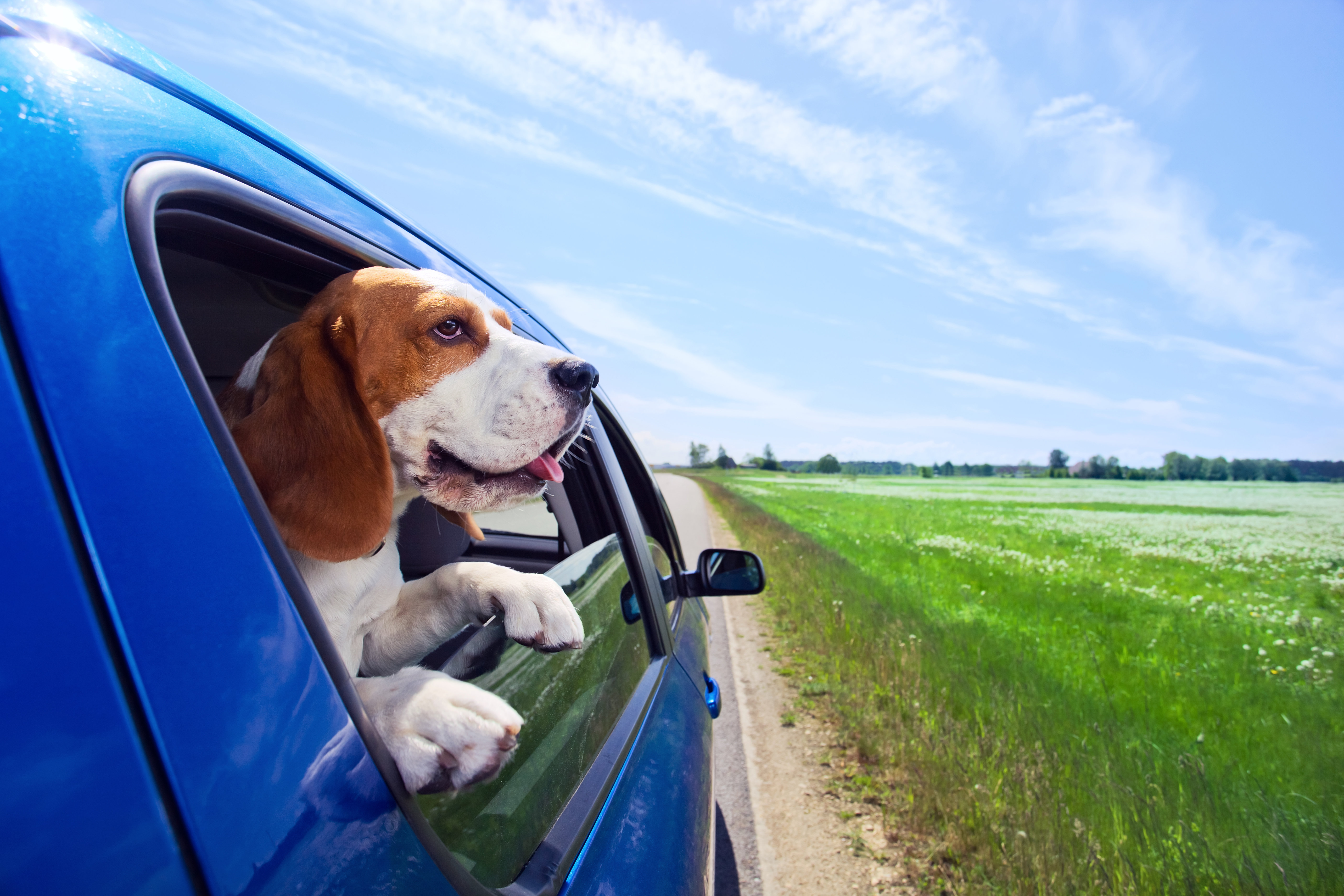 Ebern Designs Beagle with Head Peaking Outside of a Blue Car by igorr1 ...
