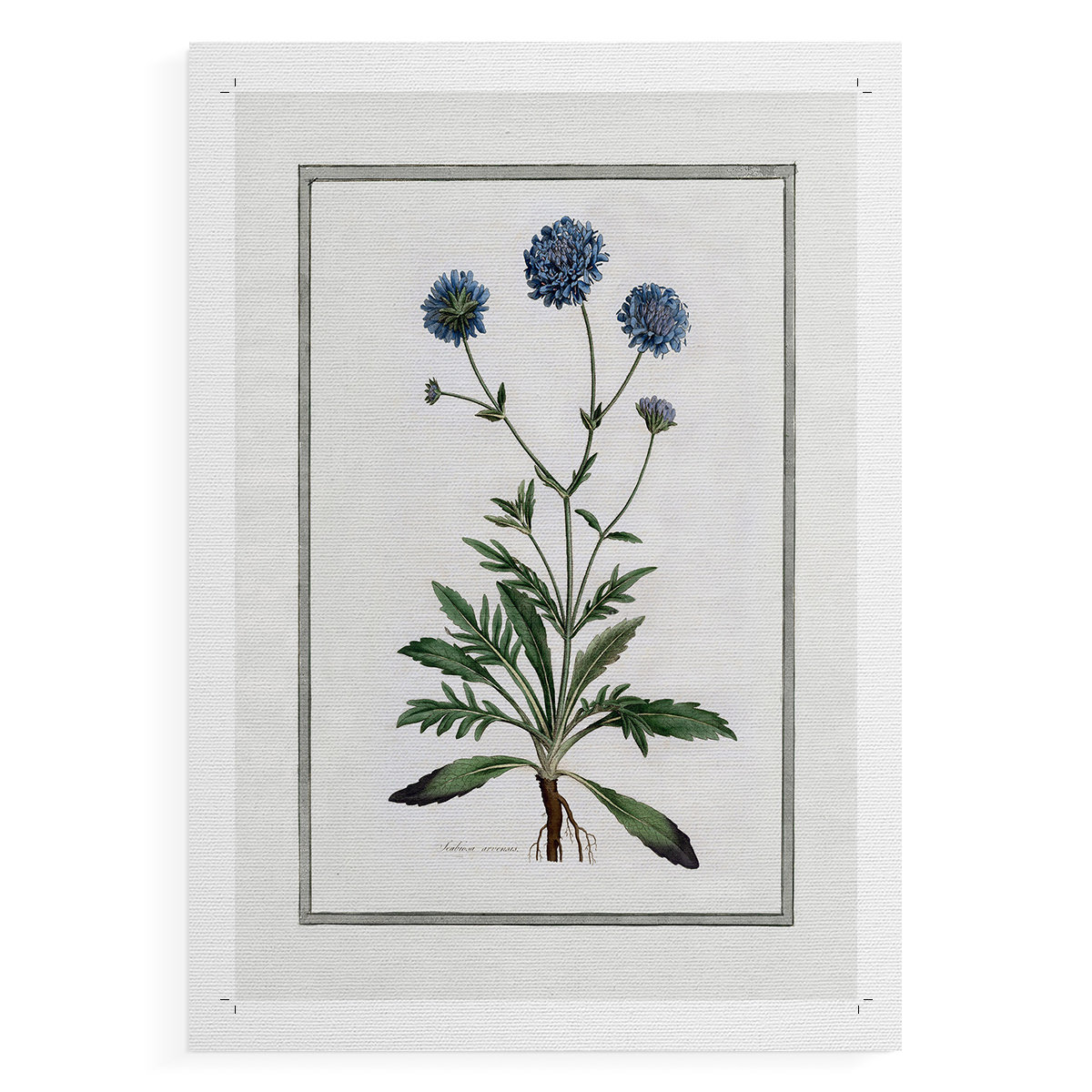 Ophelia & Co. Soft Botanical II -Canvas Print Only - NOT FRAMED | Wayfair