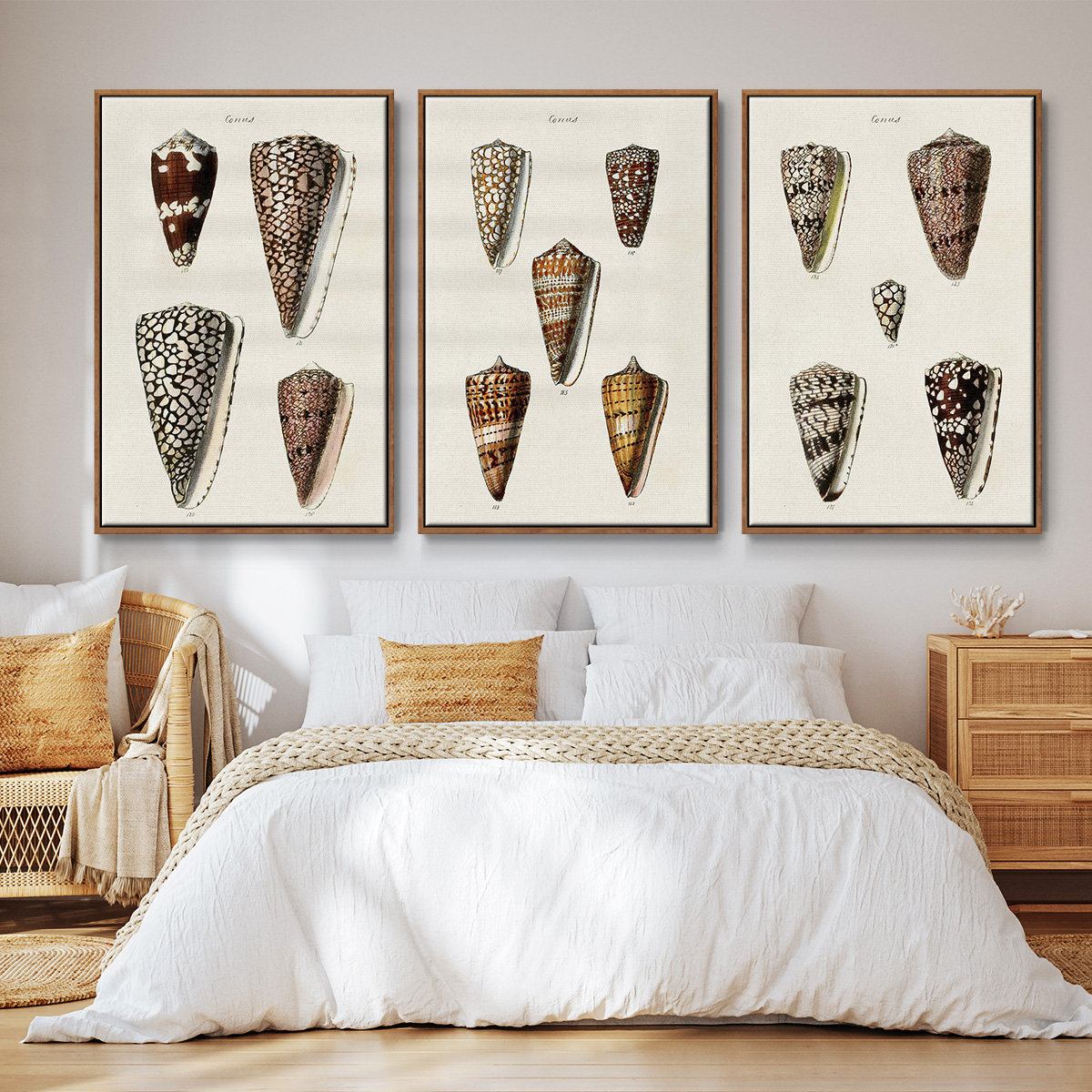 Wexford Home Cone Shell Collection IFramed Premium Gallery Wrapped ...