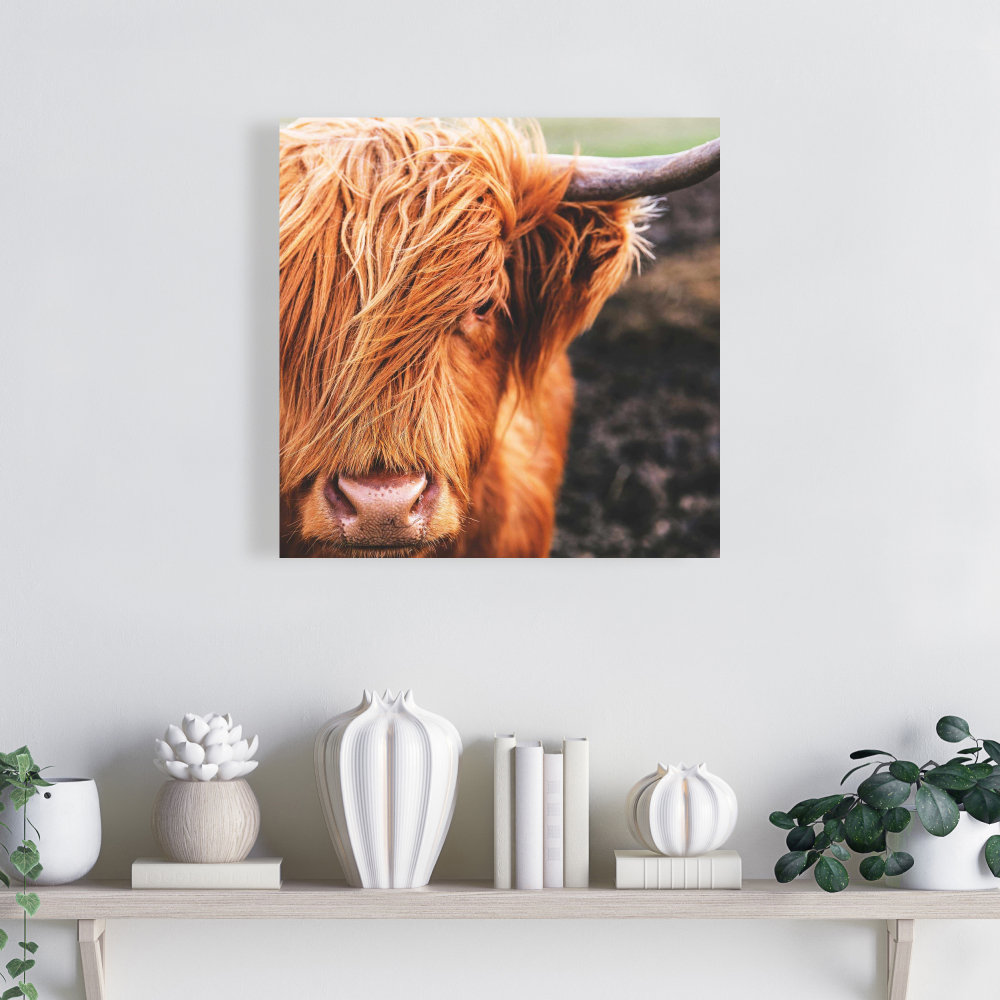 Begin Edition International Inc. Portrait Highland Cow - 16X16 Print On ...