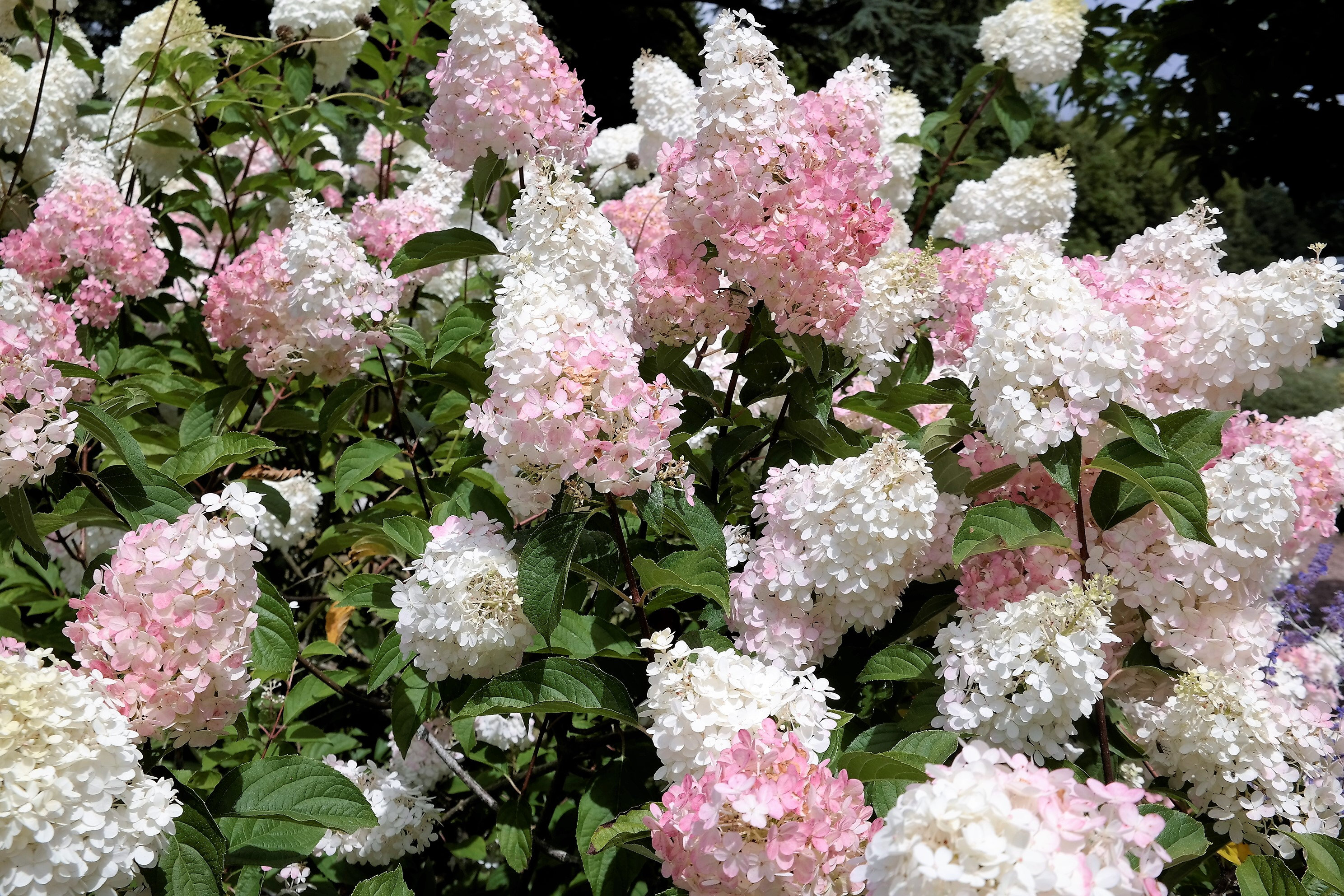 Ebern Designs Hydrangea Limelight Paniculata Bush in Summer Garden by ...