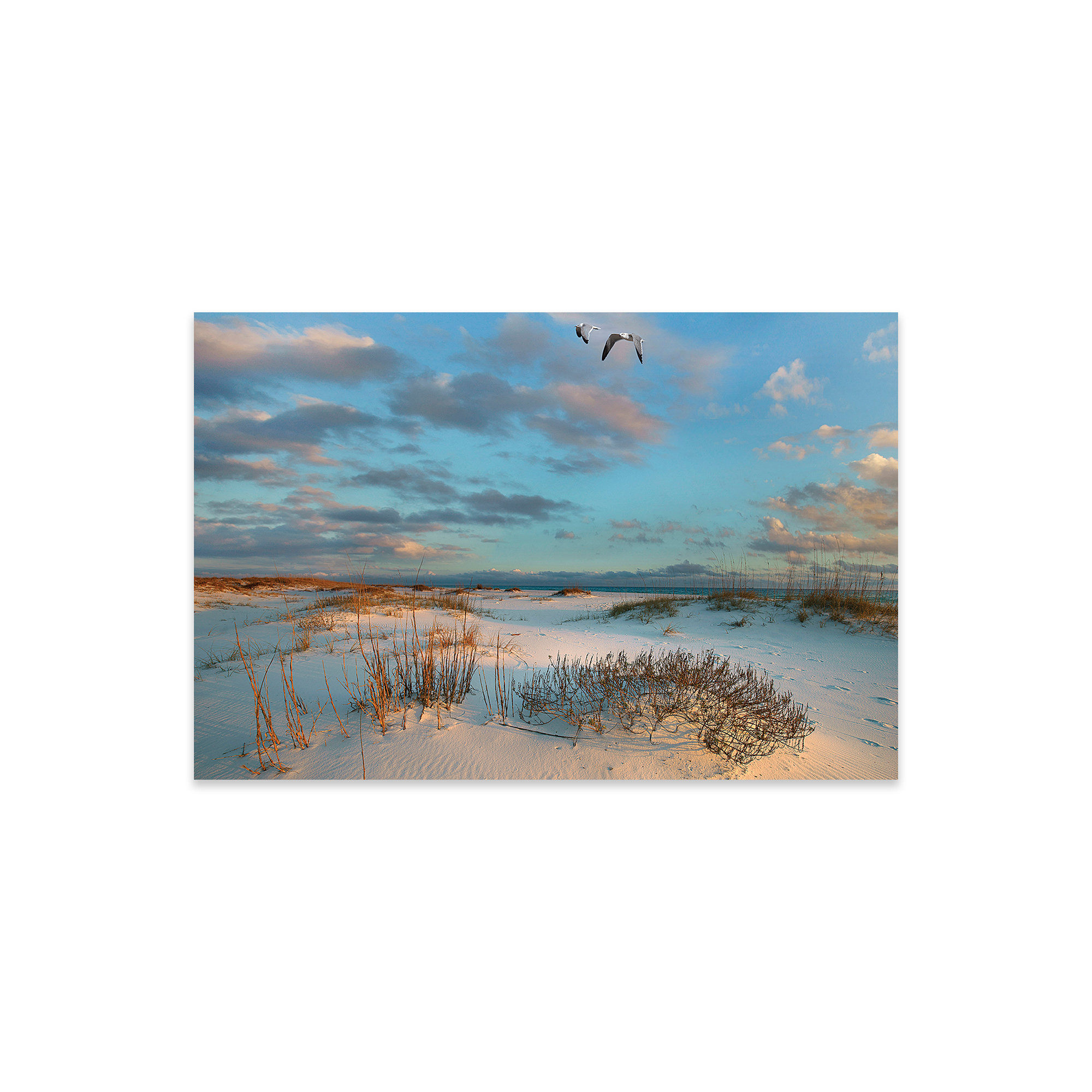 Highland Dunes Laughing Gulls, Gulf Islands National Seashore, Florida ...