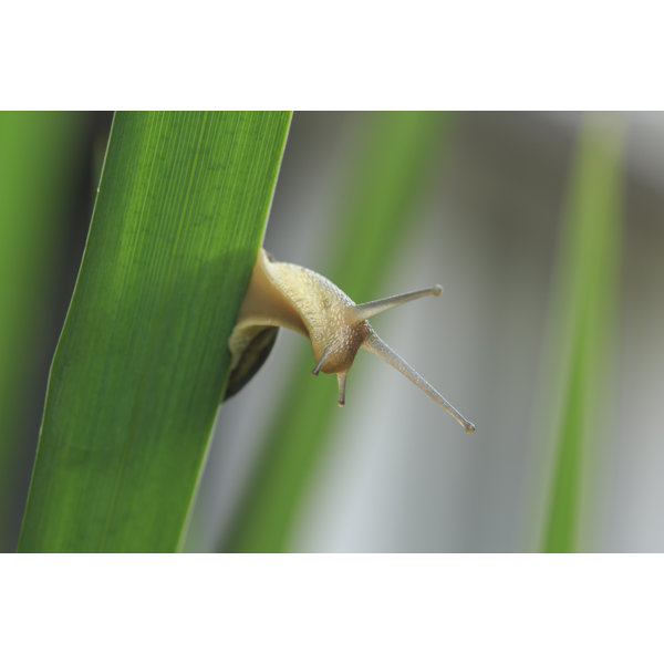 17 Stories Grove Snail by Sander Meertins - Wrapped Canvas Art Prints ...