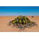 17 Stories Welwitschia National Flower Of Namibia by Evenfh - Wrapped ...