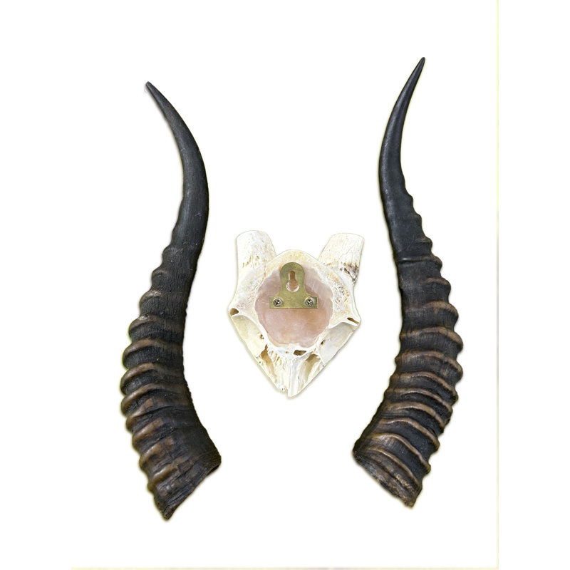 Union Rustic Khushveer Real Blesbok Antelope Skull V-Shape | Wayfair