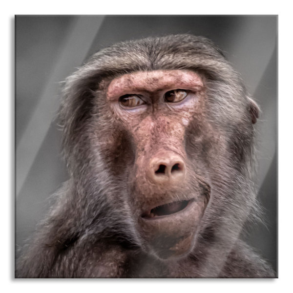 Ebern Designs Skeptical Monkey Looking To The Side - No Frame Print on ...