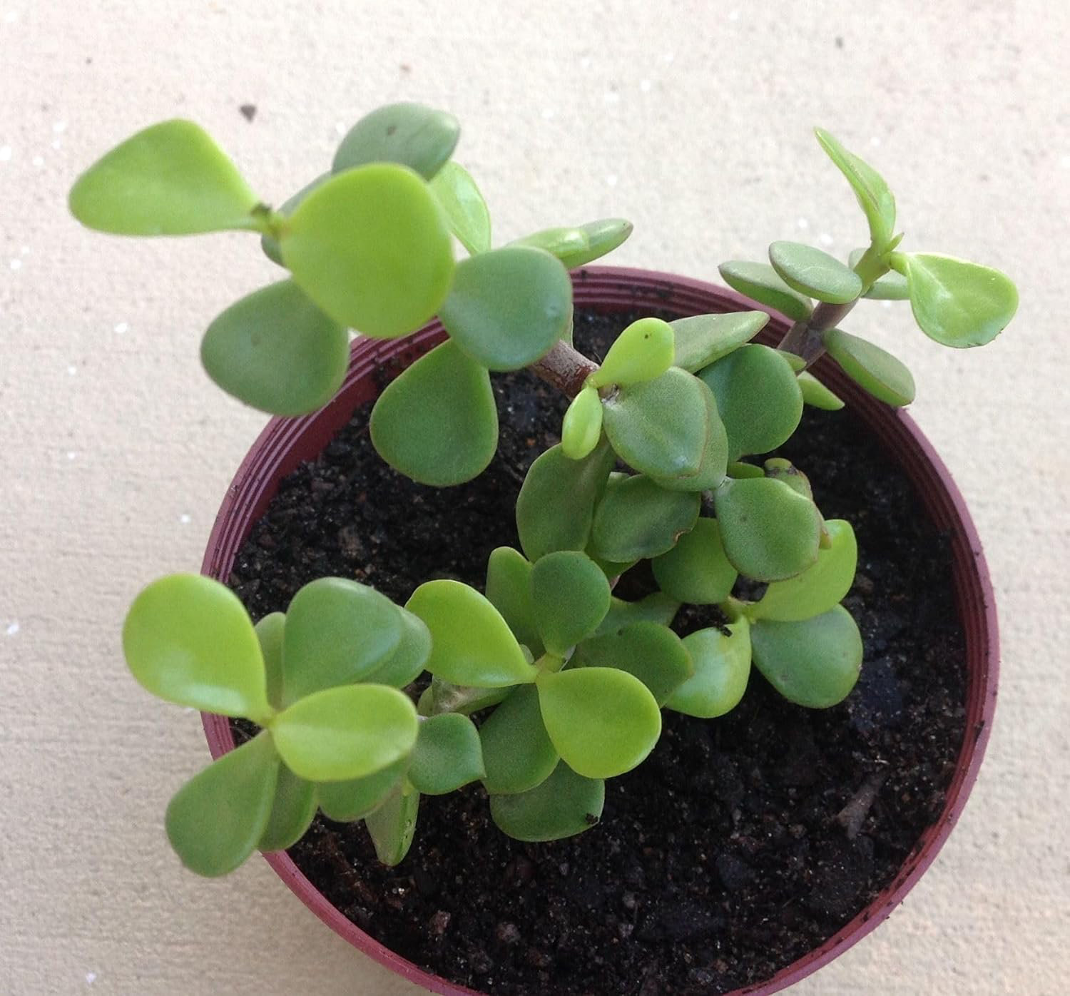 Wekiva Foliage LLC Mini Leaf Jade Plant - Live Starter Plant in a 2 ...