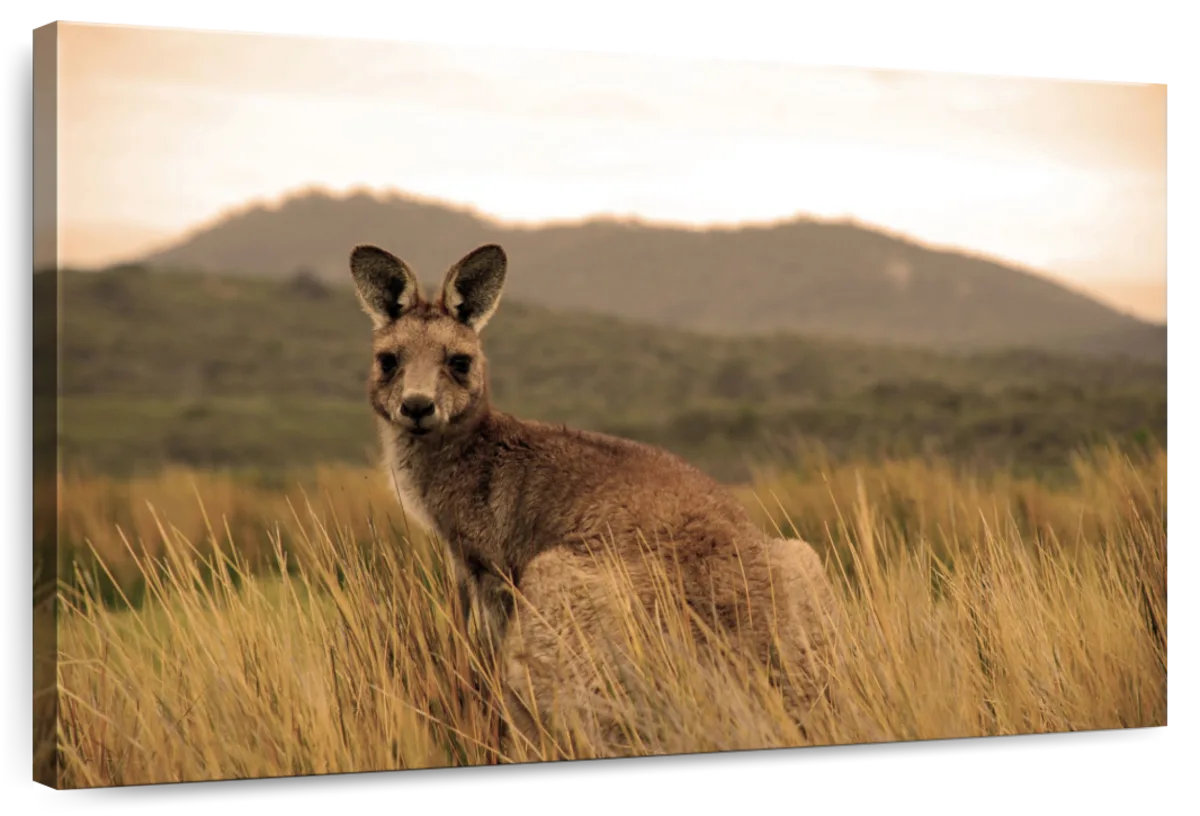 Ebern Designs Brampt Wild Kangaroo - Wayfair Canada