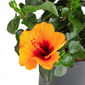 Costa Farms Indoor Hibiscus Bush Grower's Choice Color House Plant in ...