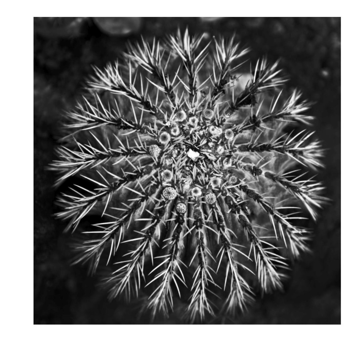 Chelsea Art Studio Vintage Succulent III by Barclay Butera - Graphic ...