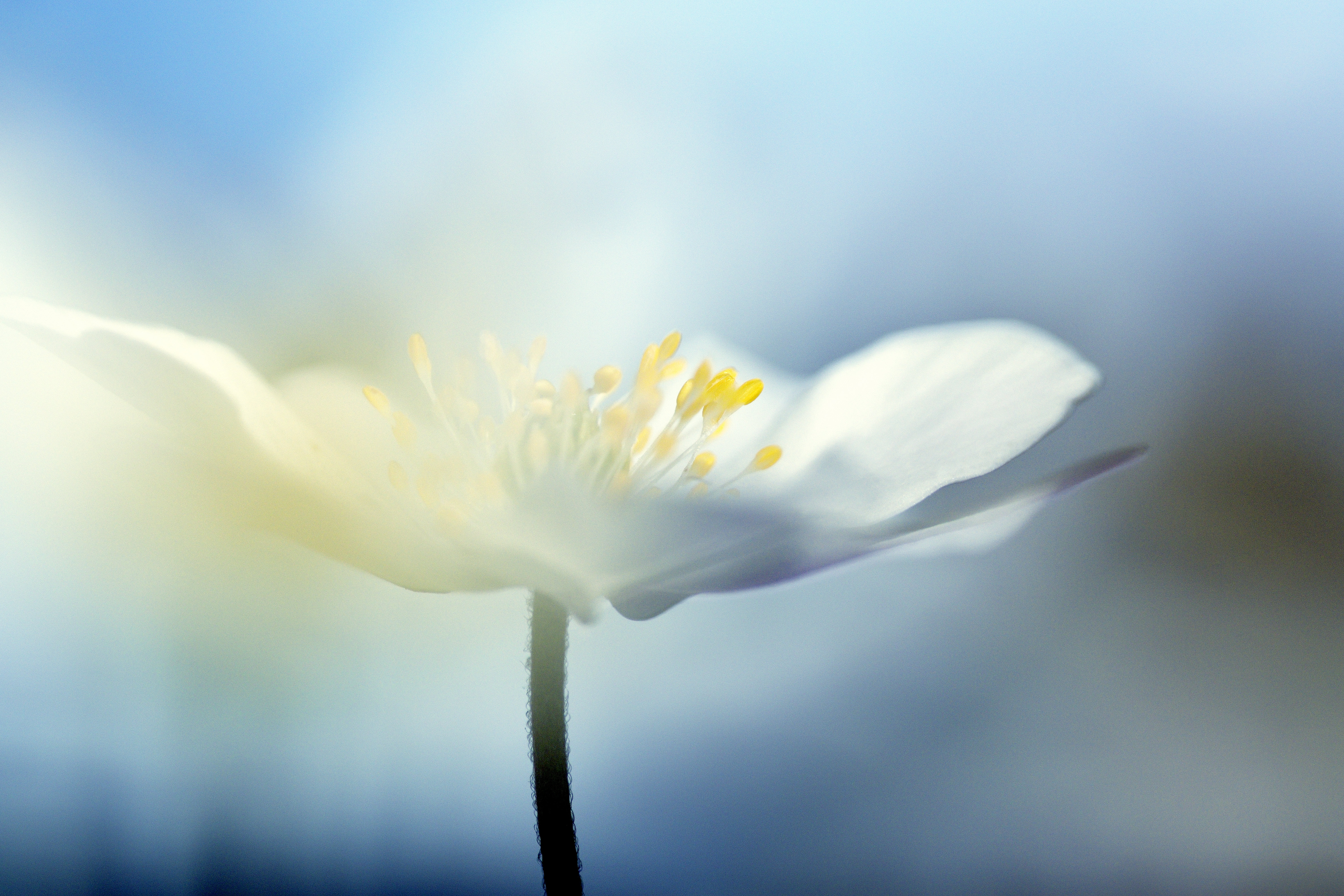 Ebern Designs Beautiful Spring Flower Wood Anemones by Andersboman ...