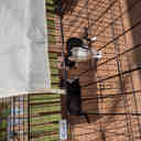 Archie & Oscar™ Lindquist Galvanized Cage with Cover for Dog, Rabbit ...