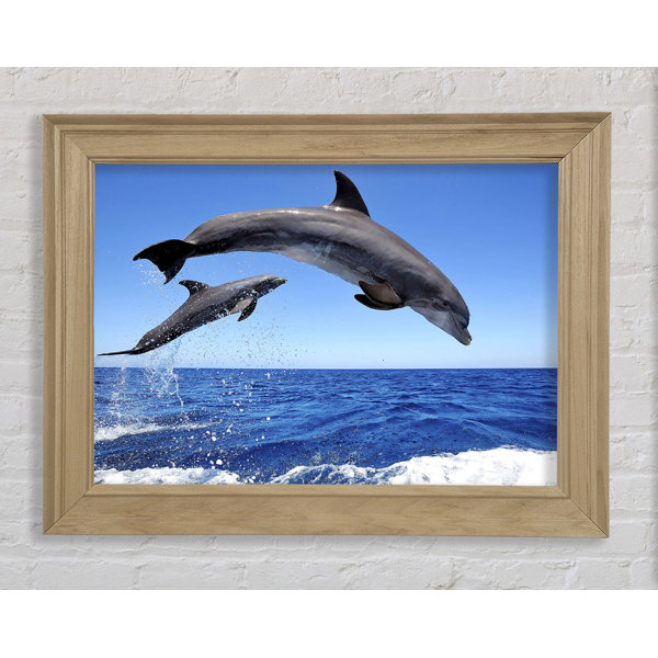 Bright Star Common Bottlenose Dolphins - Single Picture Frame Print ...