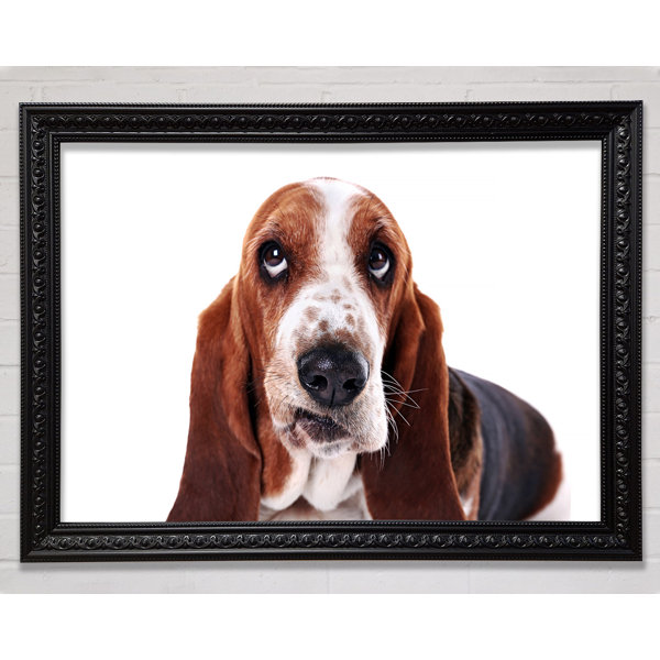 Bright Star Basset Hound Look - Single Picture Frame Art Prints ...