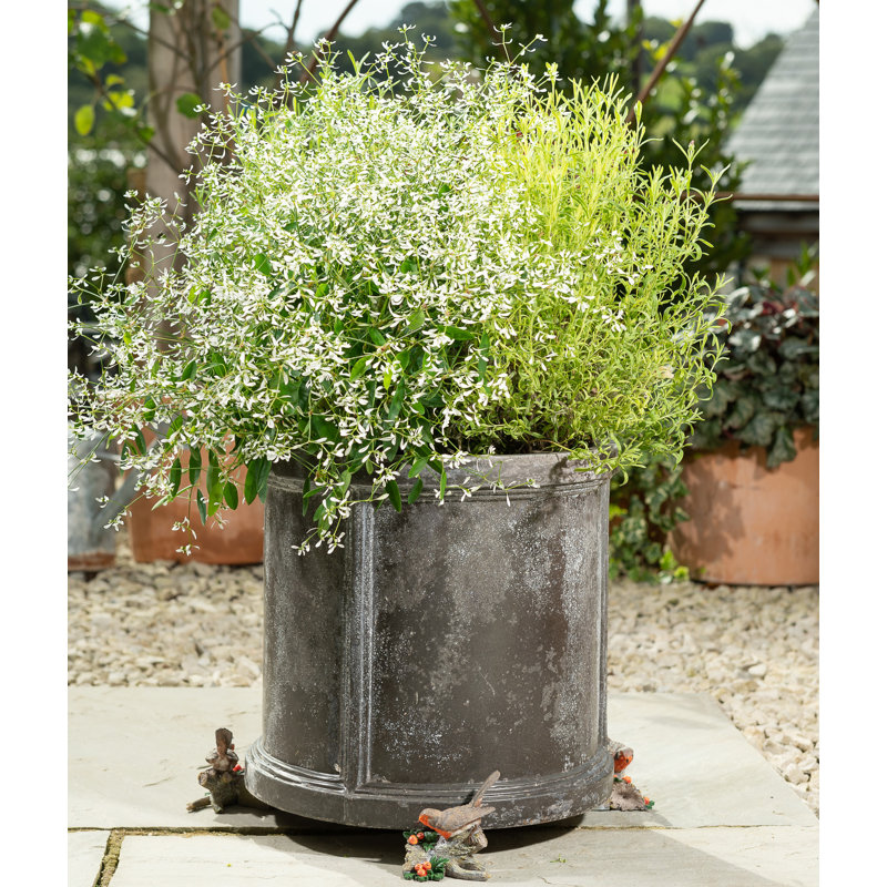 Jardinopia Robin Bird Coloured Planter Feet In Gift Box | Wayfair