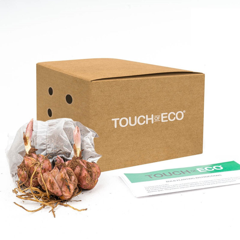 Touch of ECO Giant Tree Lily "Pretty Lady" Lillium - 3 Bulbs - White ...