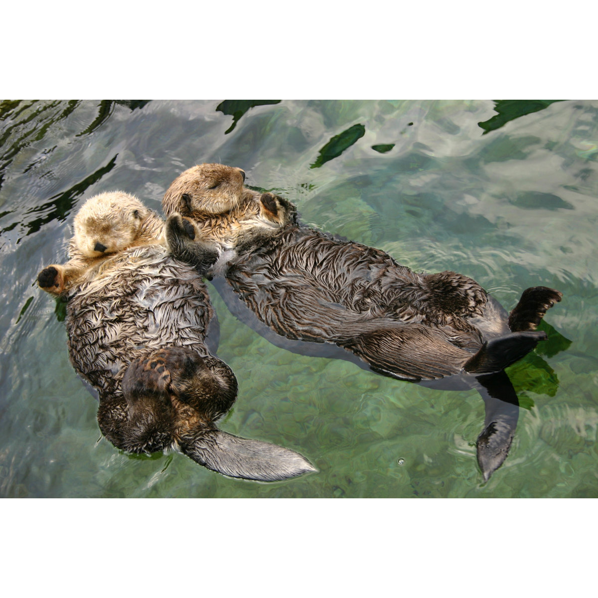 Ebern Designs Relaxing Otters - Wrapped Canvas Photograph | Wayfair