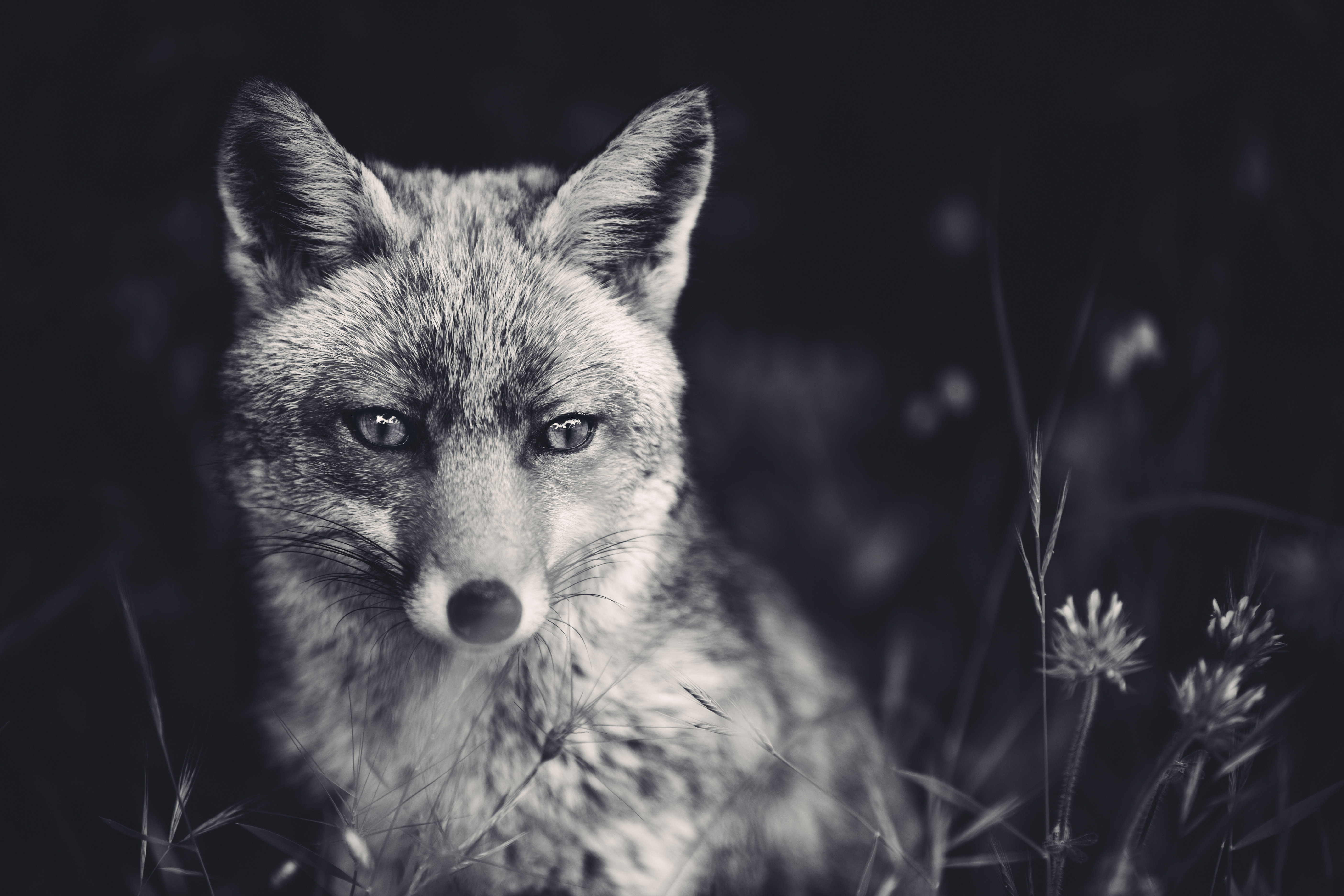 Ebern Designs Fox in Meadow by Borchee | Wayfair