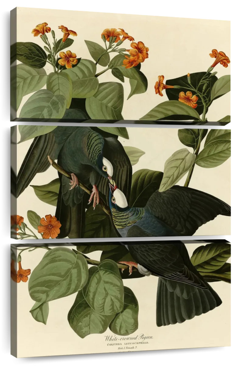 Red Barrel Studio® White-Crowned Pigeon From Birds Of America | Wayfair