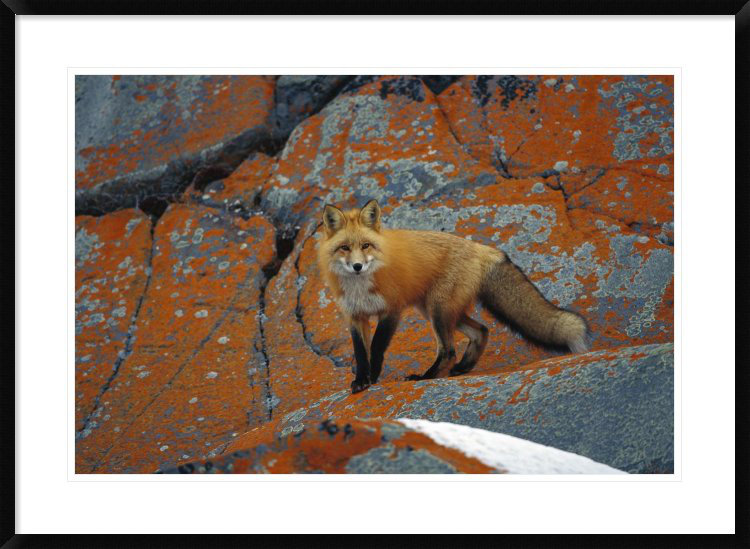 Global Gallery 'Red Fox on Rocks With Orange Lichen' Framed ...