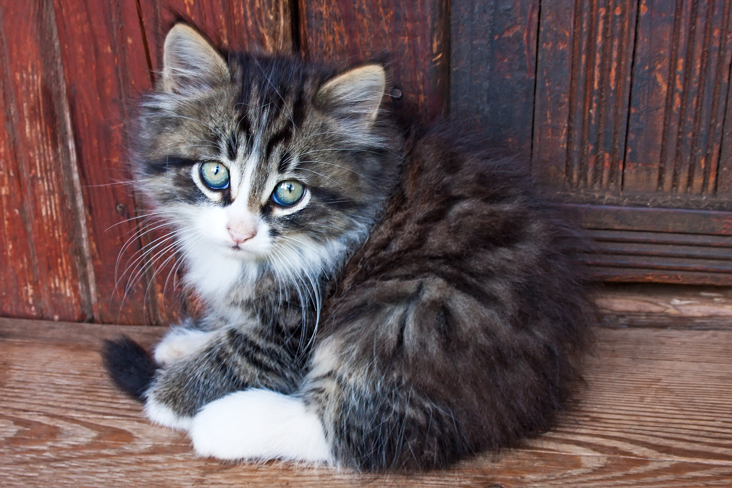 Latitude Run® Long Haired Kitten - Wayfair Canada