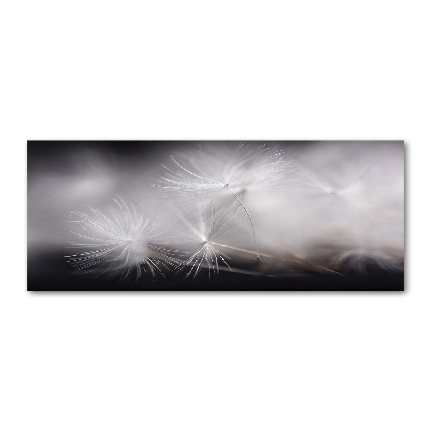 Brayden Studio Dandelion Seeds - Wrapped Canvas Art Prints | Wayfair.co.uk
